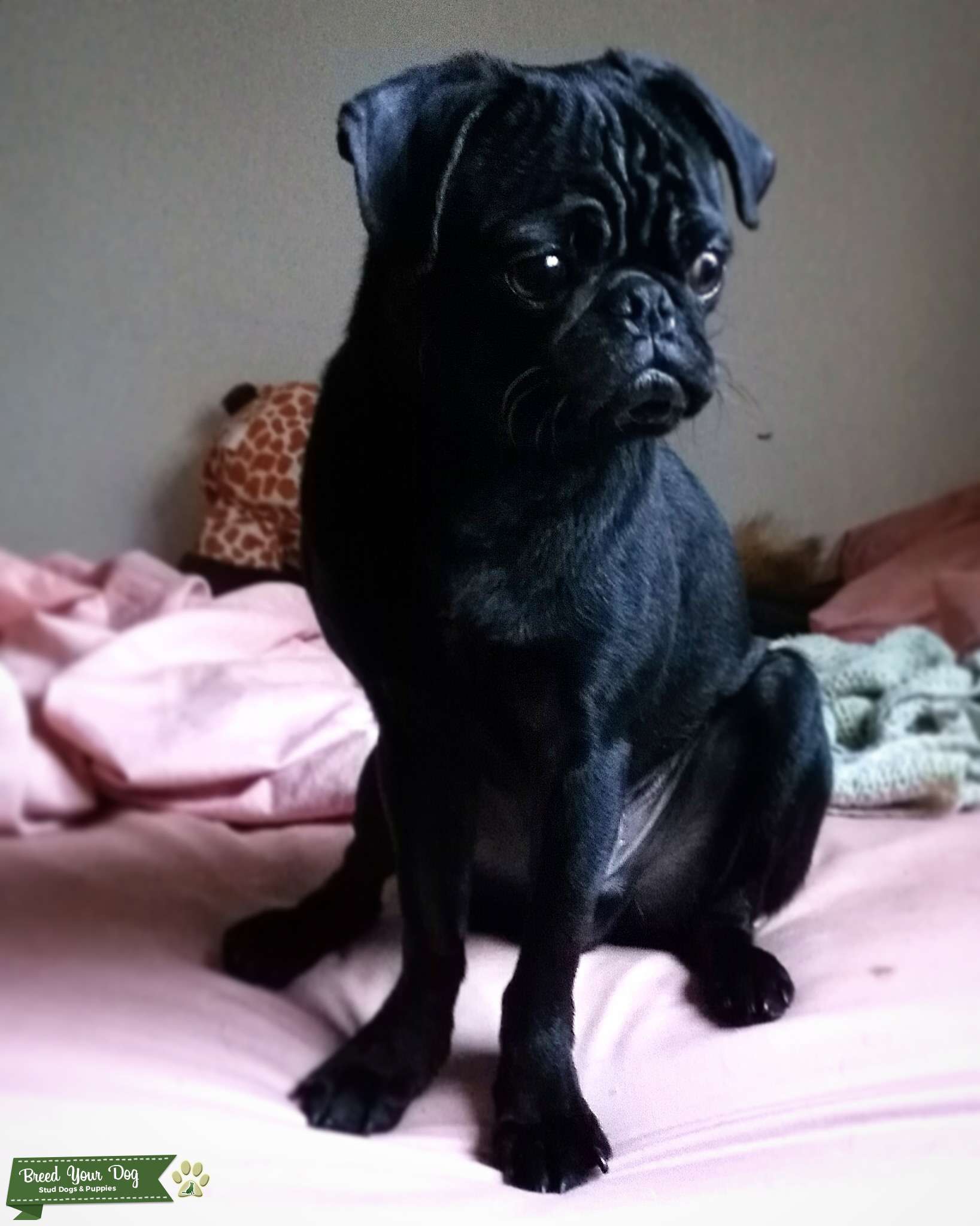 Purebred Black Pug Stud - Stud Dog in Ohio, the United States | Breed ...