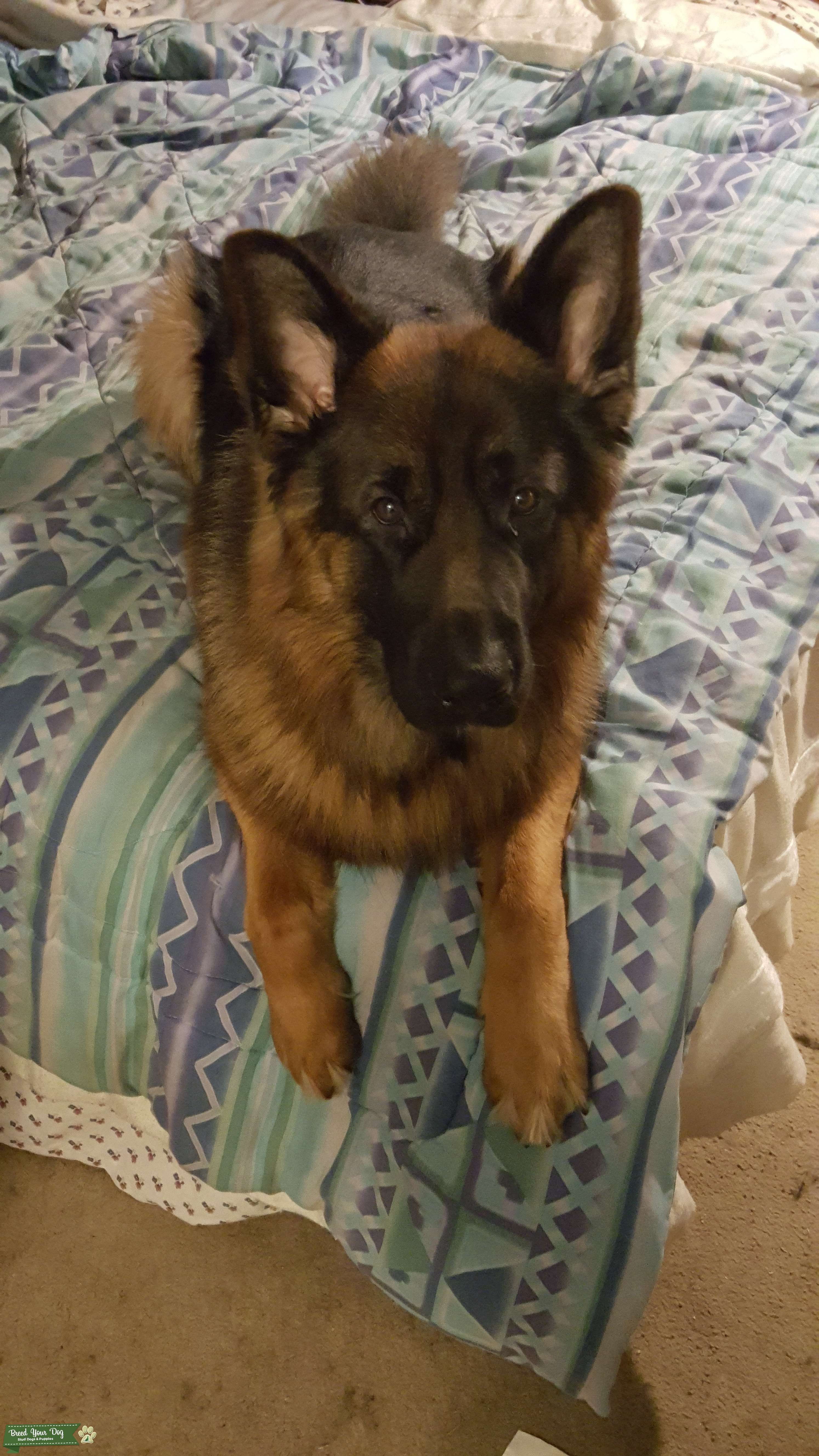 Very Handsome German Shepherd - Stud Dog in Washington, United States ...