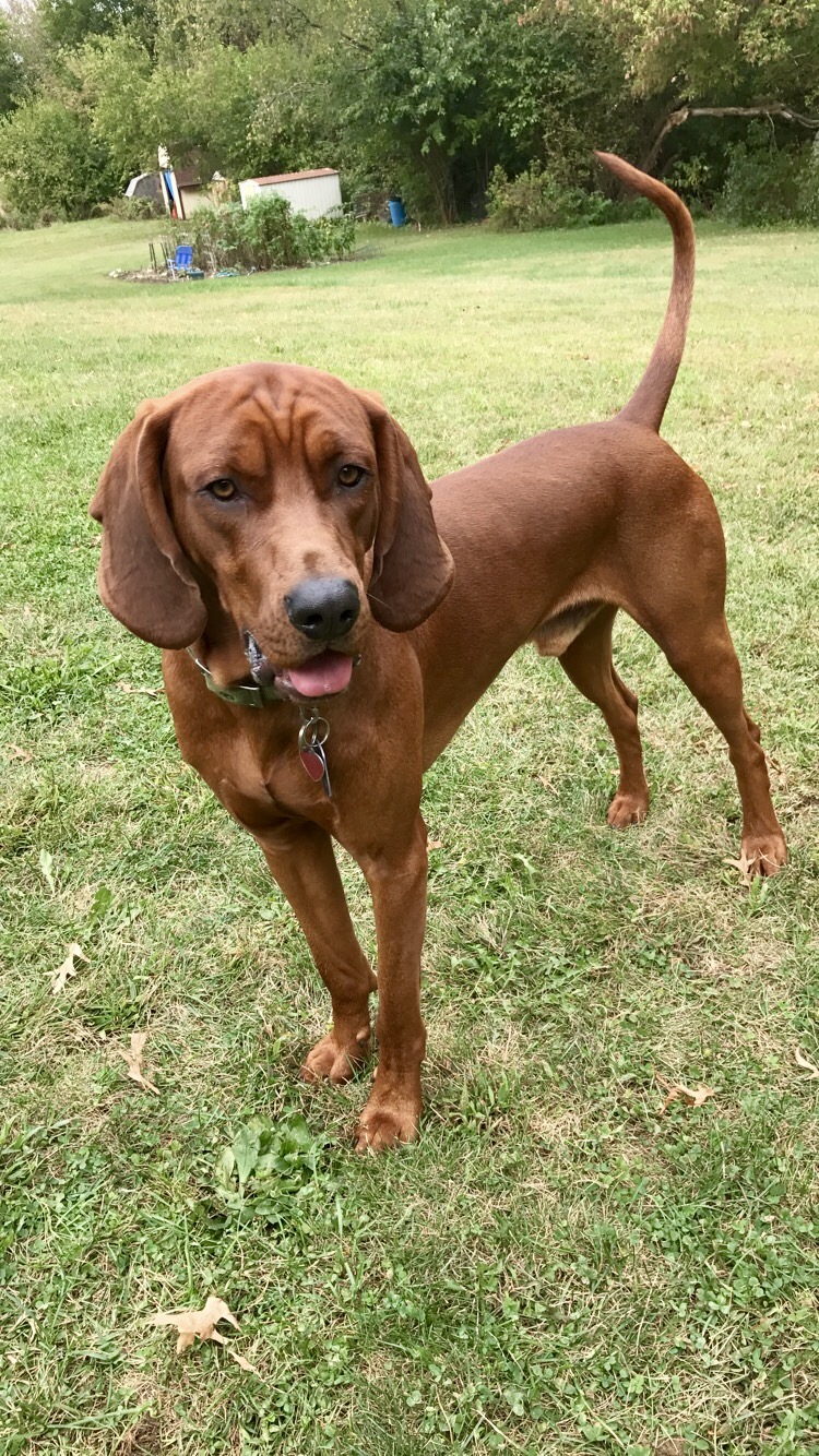 Redbone Coonhound Stud - Stud Dog in Cedar Rapids, United States ...
