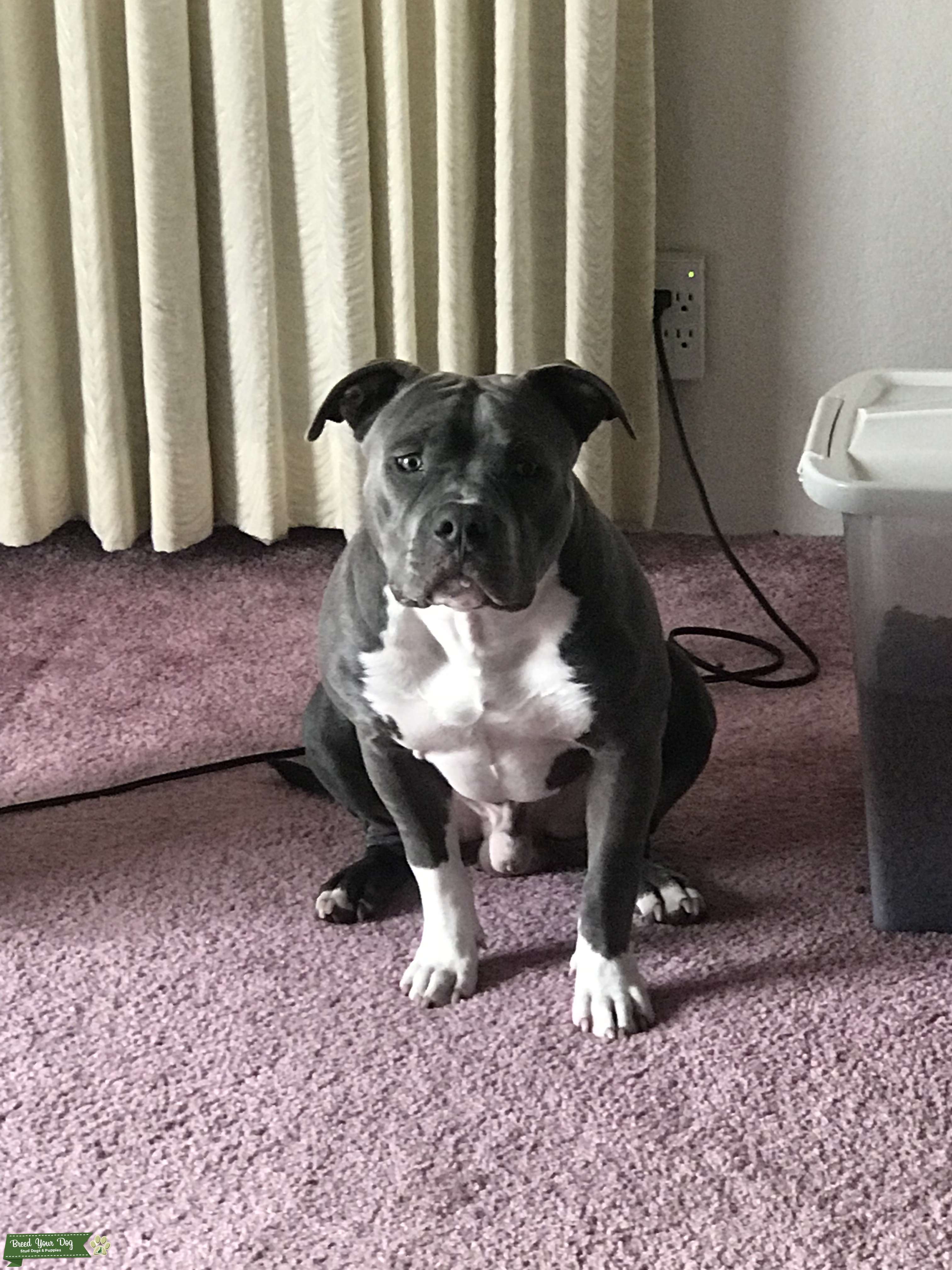 Purebred American Bully 7 Generations UKC Registered - Stud Dog Reno ...