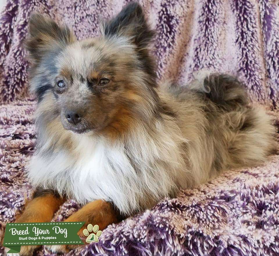 Blue + Tan Merle Pomeranian - Stud Dog in Wisconsin, the United States ...