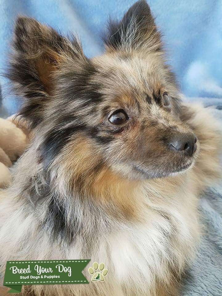 Blue + Tan Merle Pomeranian - Stud Dog in Wisconsin, the United States ...