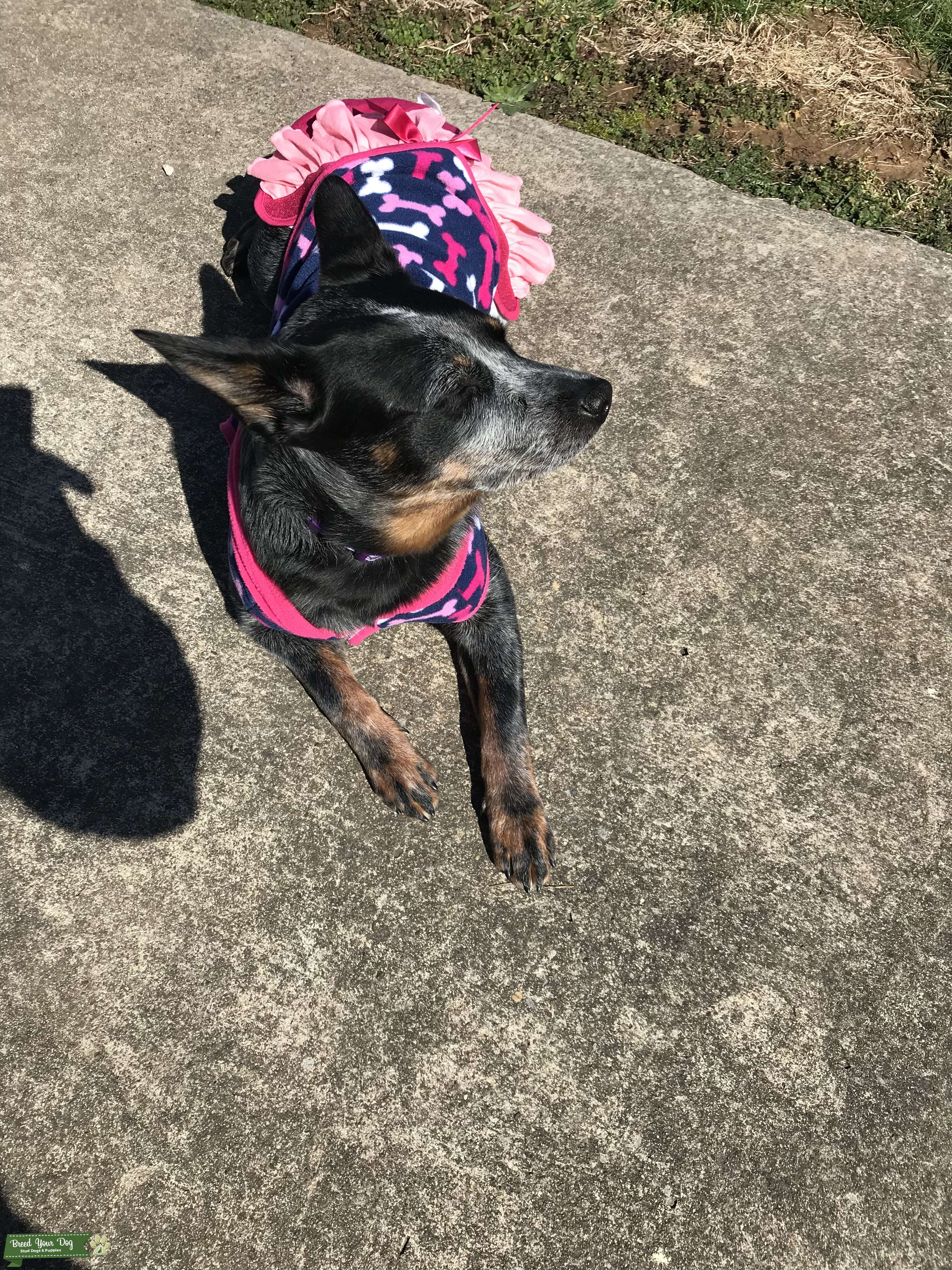 Stud Dog - Female needing Stud - Breed Your Dog