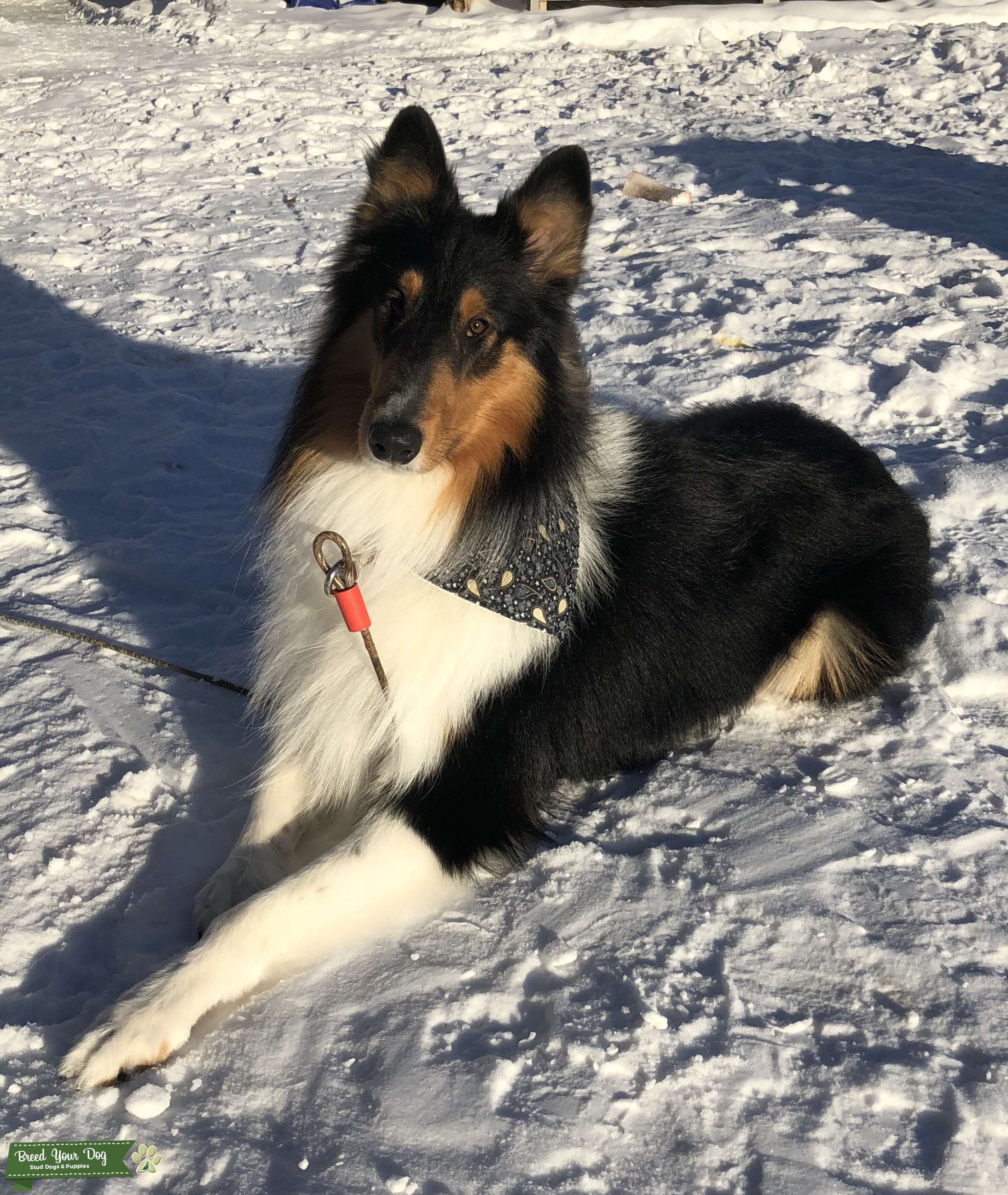 Beautiful Bright Boy Rough Collie Male for Stud - Stud Dog in Winnipeg ...