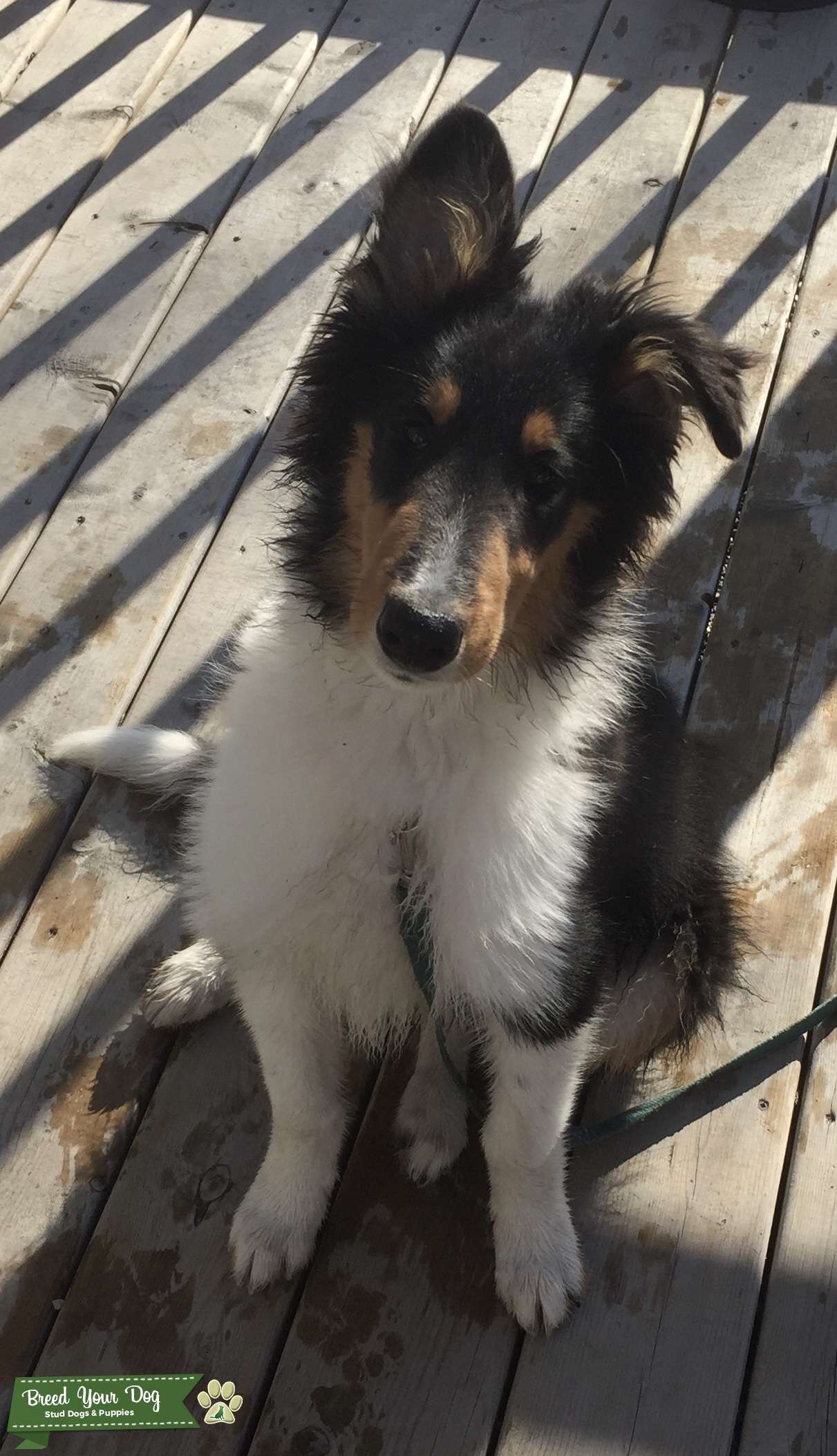 Beautiful Bright Boy Rough Collie Male for Stud - Stud Dog Winnipeg ...