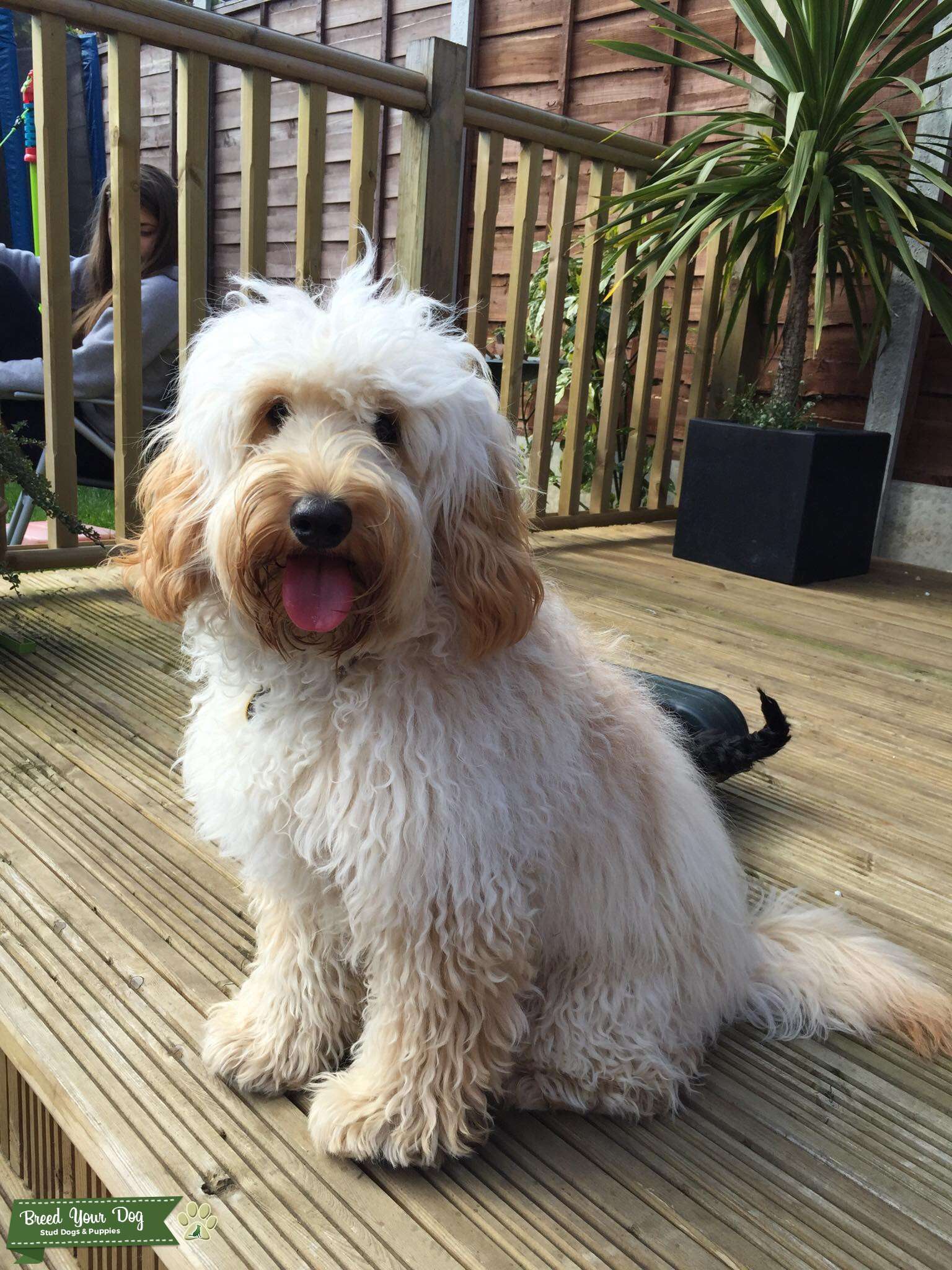 Stud Dog - Whiskey - The Famous F1 Apricot Cockapoo Stud - Breed Your Dog