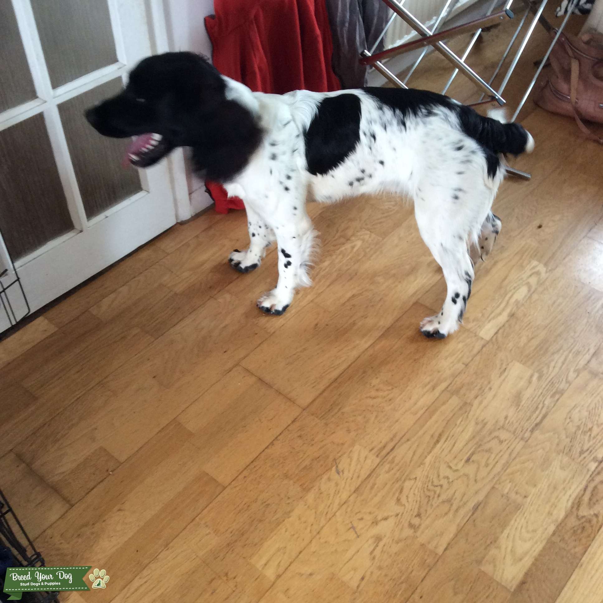 English springer spaniel for stud - Stud Dog in North Devon , the ...