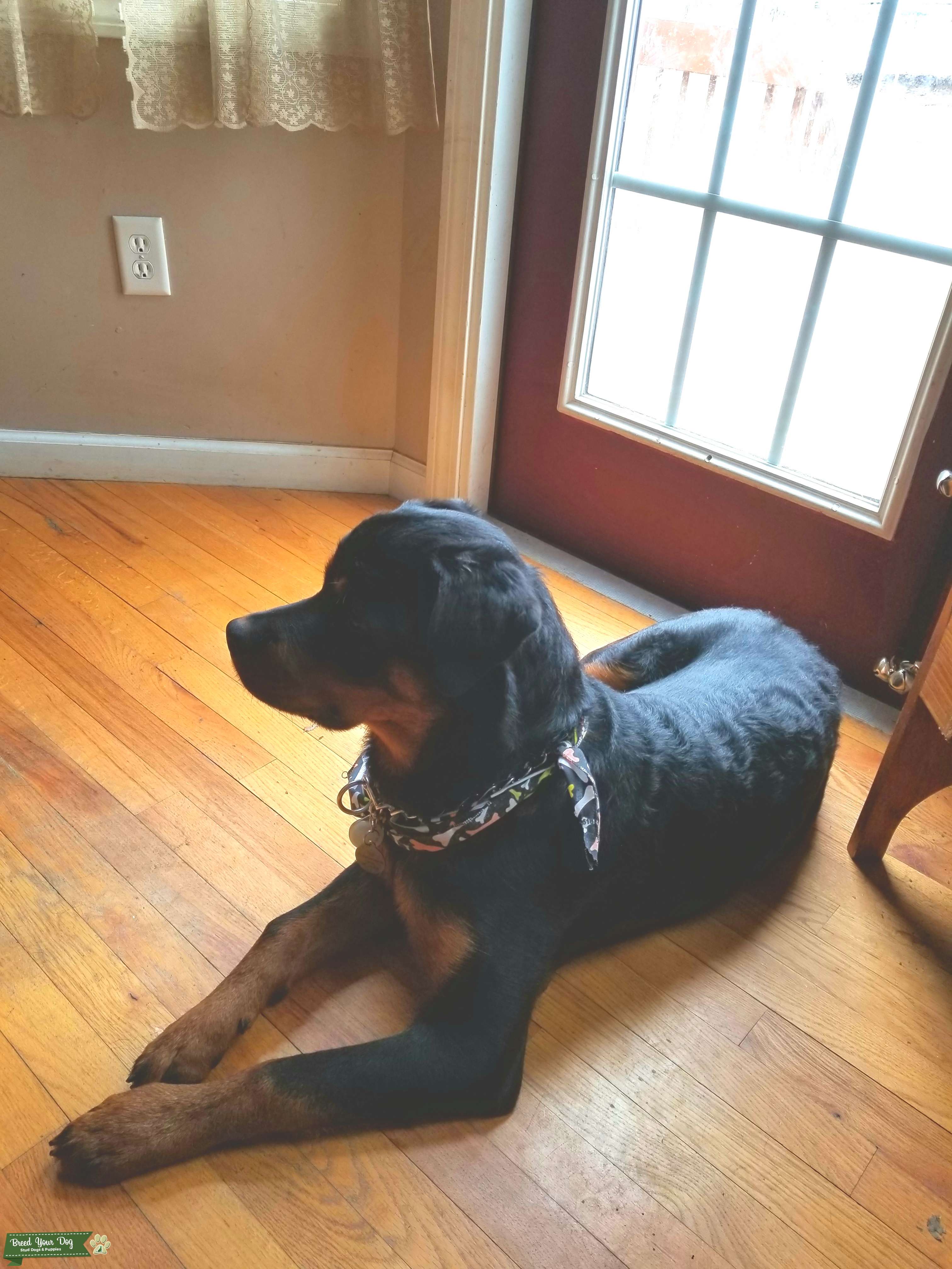 AkC Rottweiler - Stud Dog Connecticut - Breed Your Dog