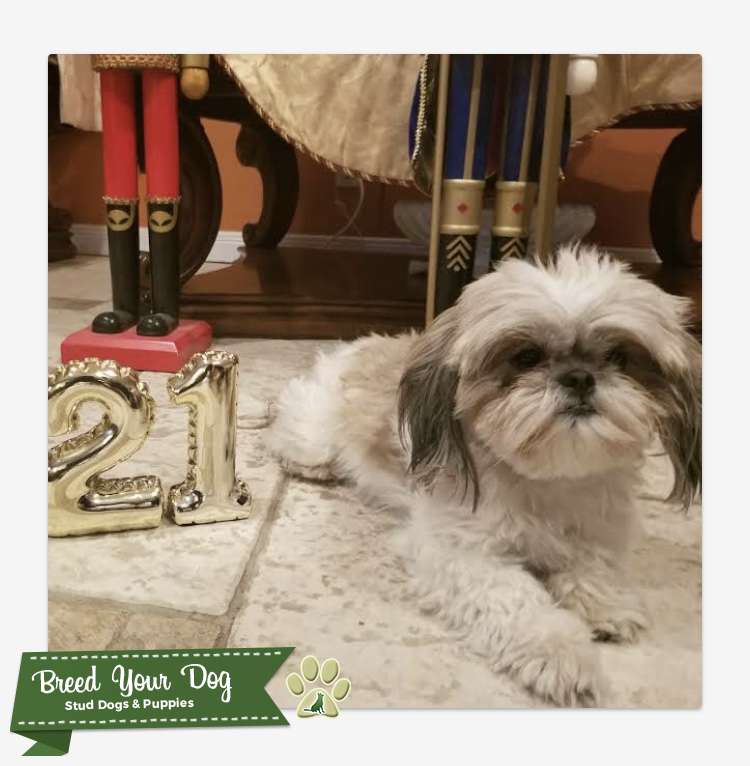 Female Shih Tzu - Stud Dog in San Diego , United States | Breed Your Dog