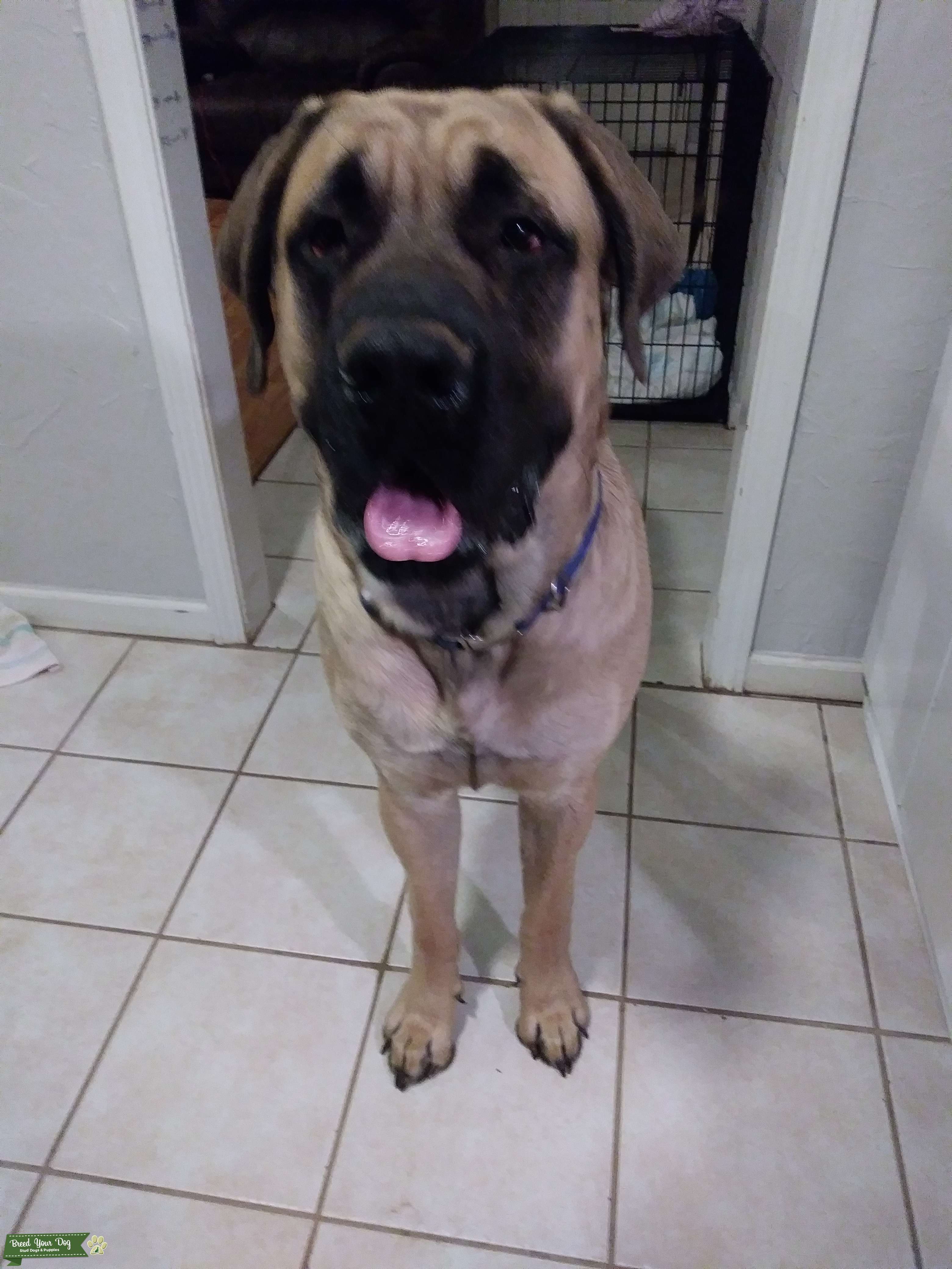 English Mastiff - Stud Dog in North Carolina, the United States | Breed ...