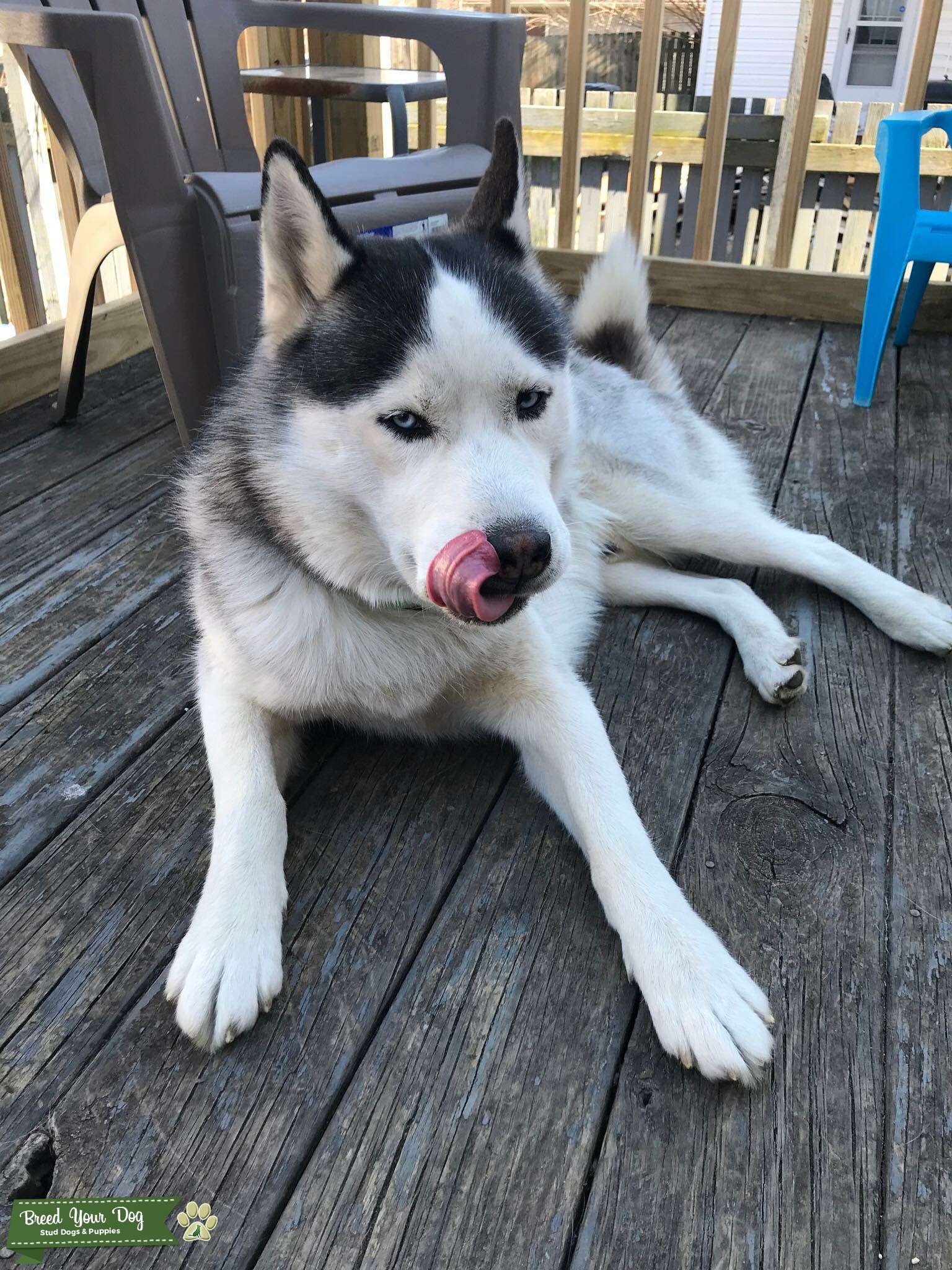 Male Husky Looking For Female - Stud Dog in Dayton, Ohio , the United ...
