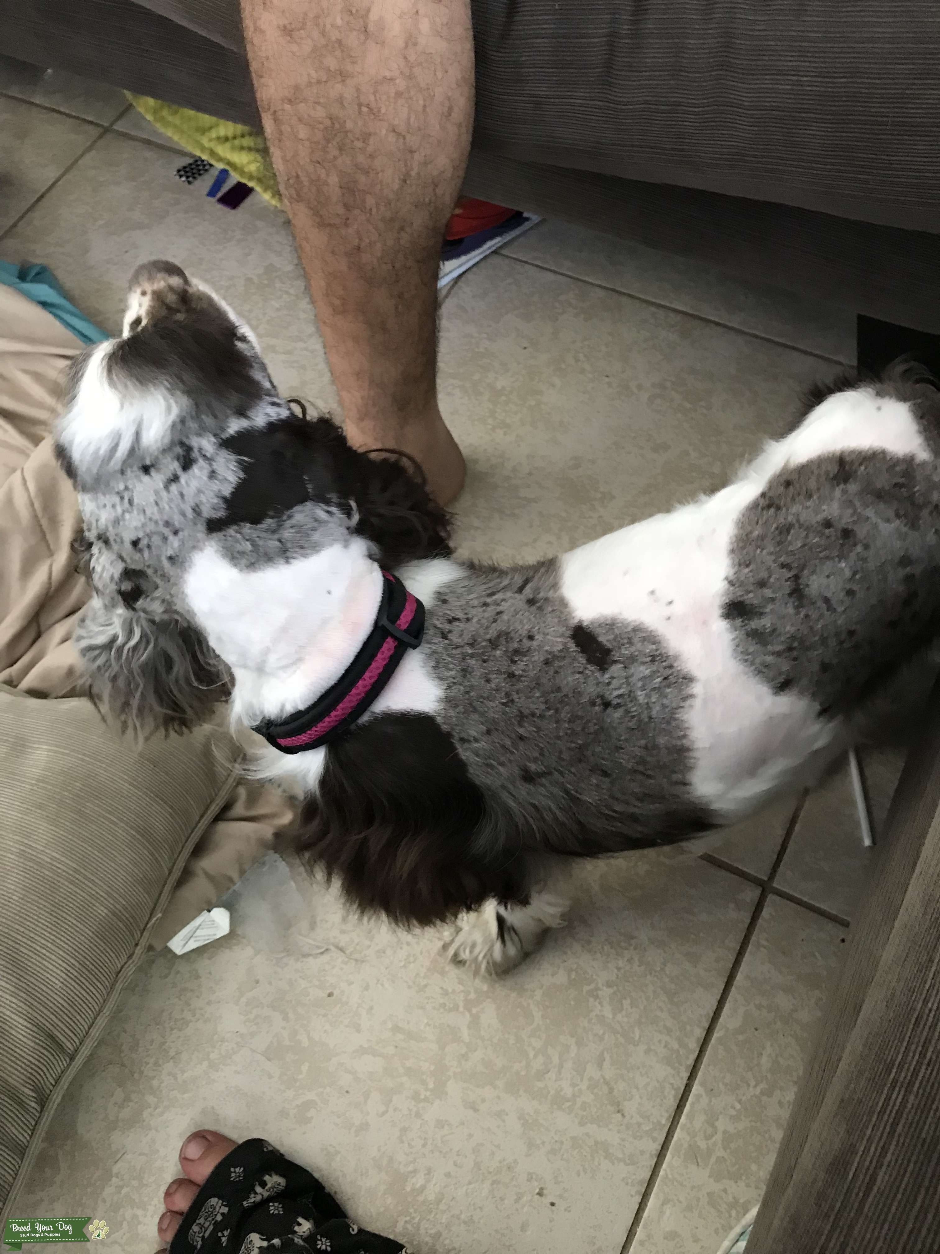 AKC female Merle cocker spaniel ISO stud - Stud Dog in Florida , the ...