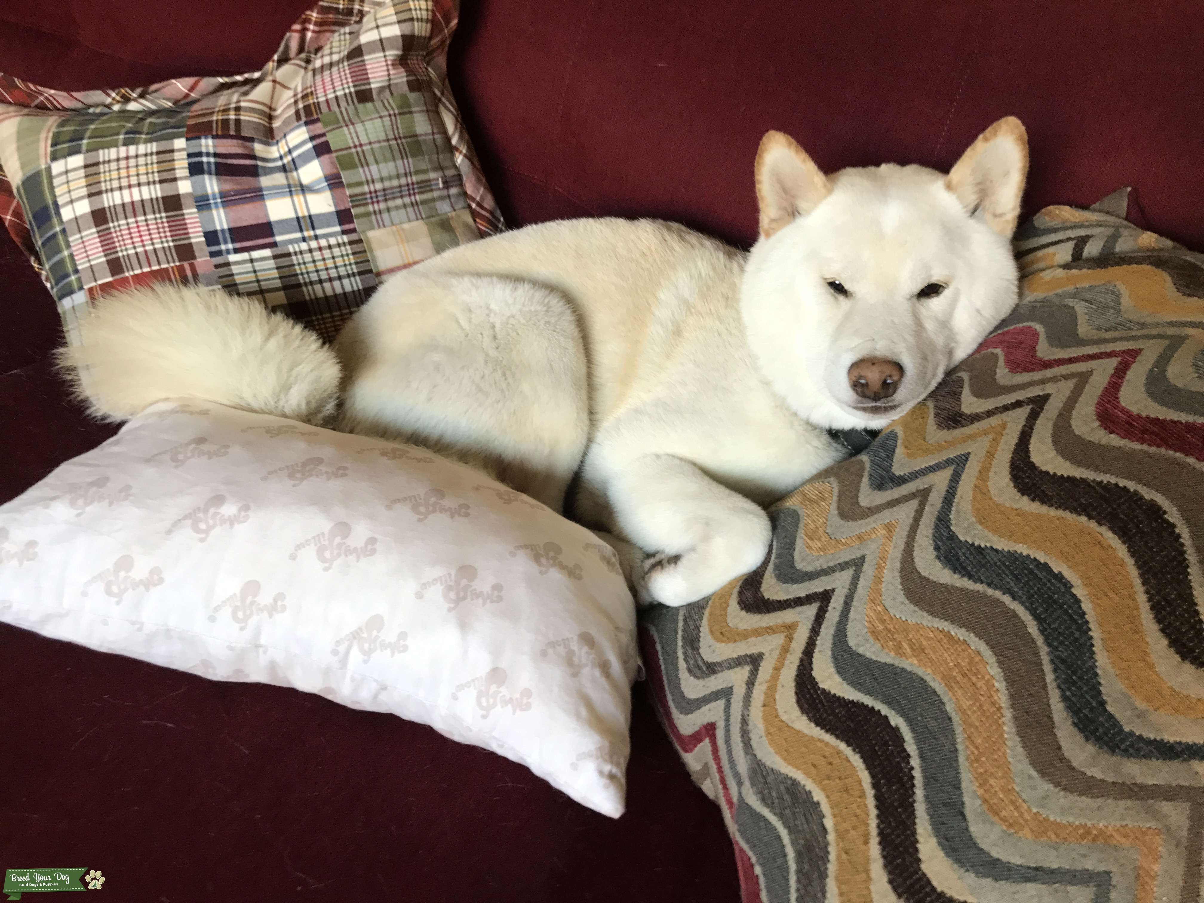 Pure breed creme Shiba Inu - Stud Dog in San Diego , the United States ...