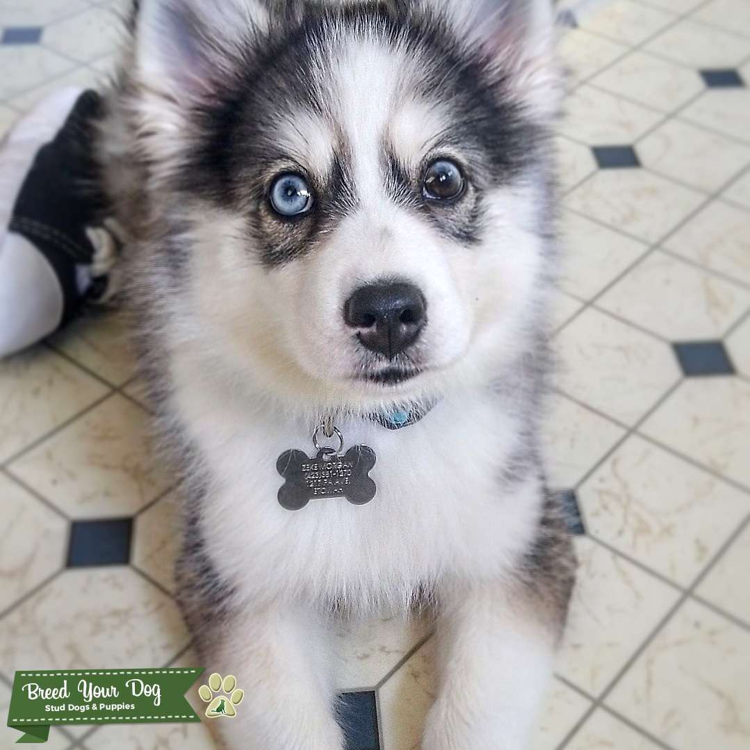 Male Pomsky looking for mate - Stud Dog in Tenessee , United States ...