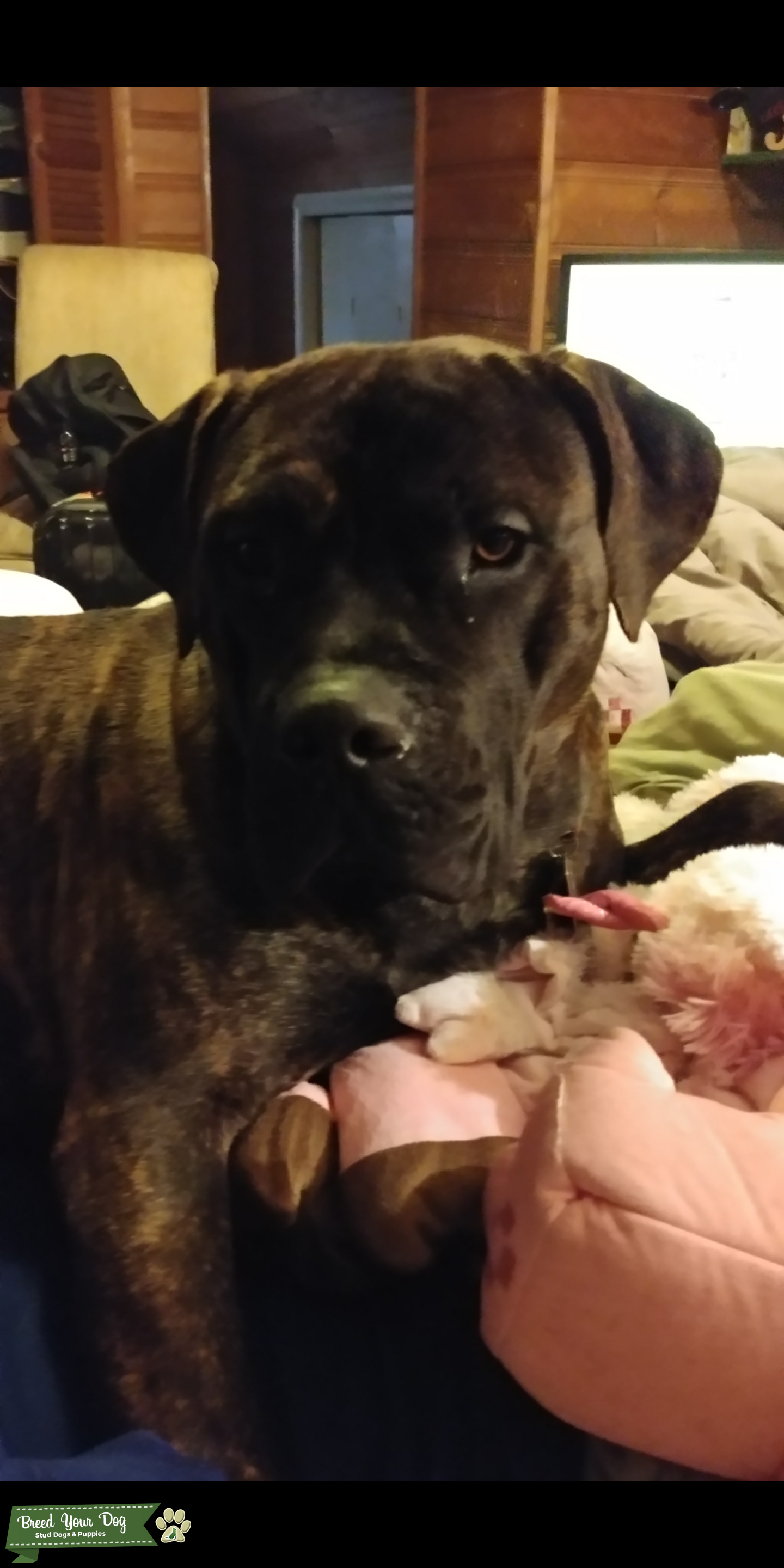 Handsome Cane Corso Male - Stud Dog in Cleveland, OH, the United States ...