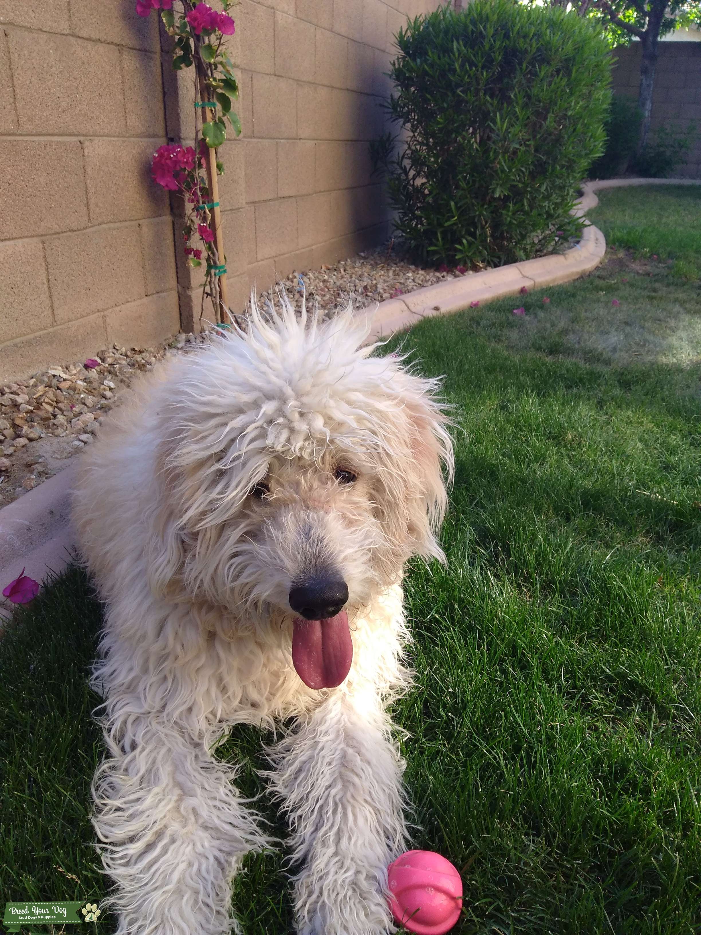1st generation Goldendoodle Stud fee $500 - Stud Dog in AZ, the United ...