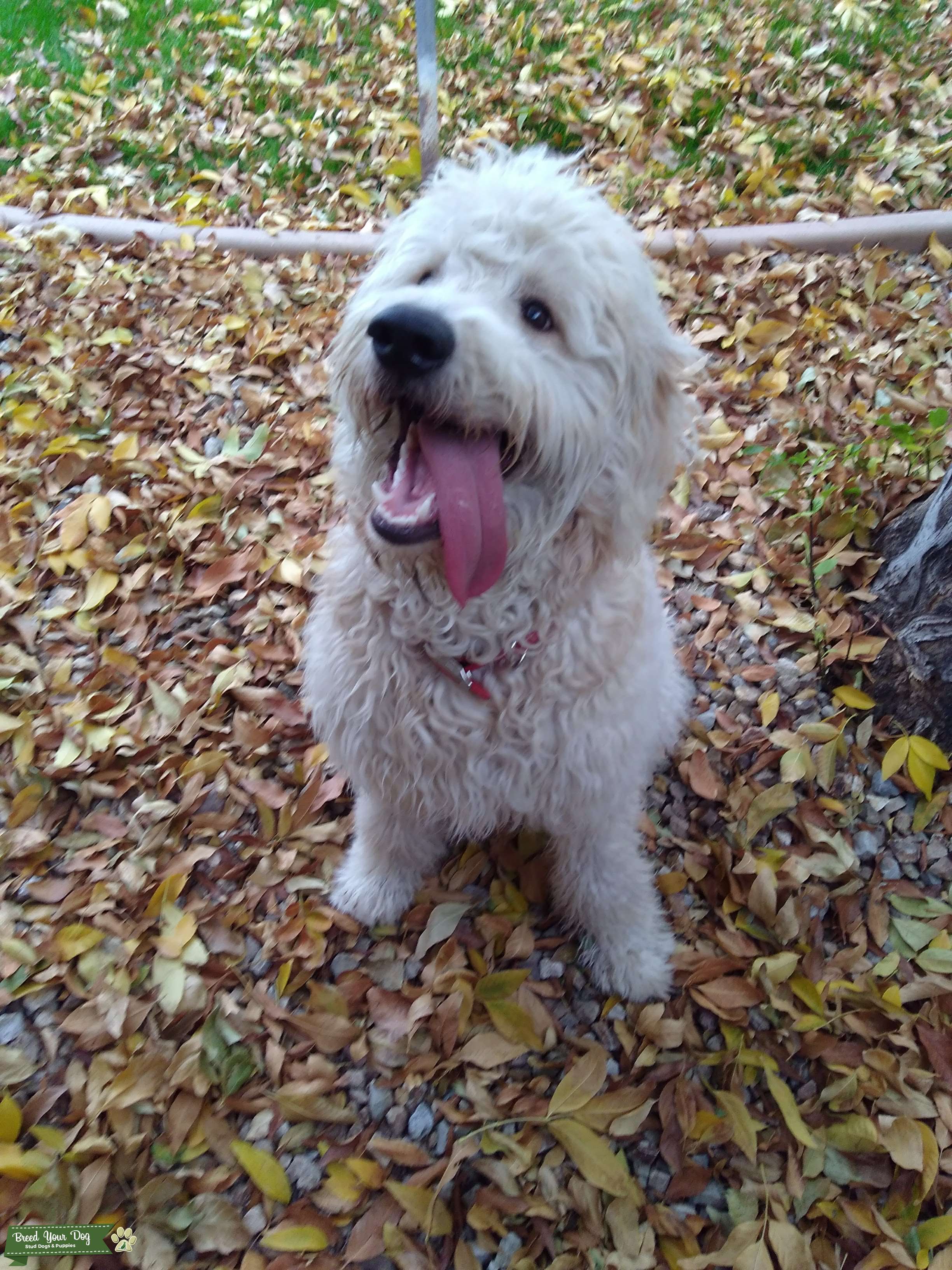 1st generation Goldendoodle Stud fee $500 - Stud Dog in AZ, the United ...