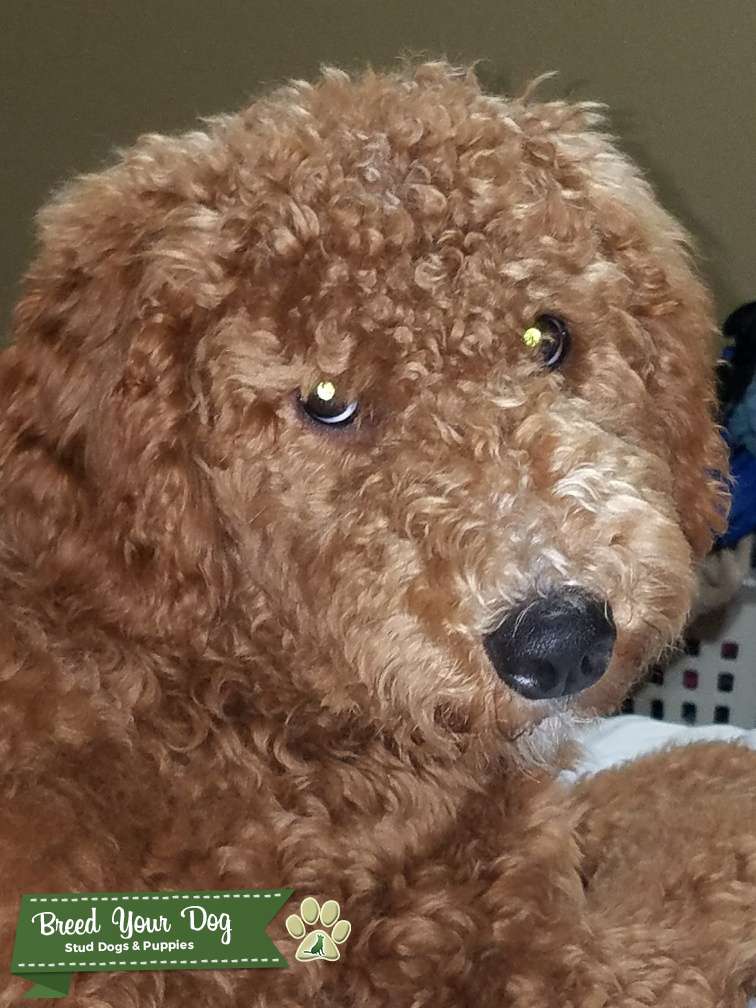 Standard Goldendoodle Red at Bessie Humble blog