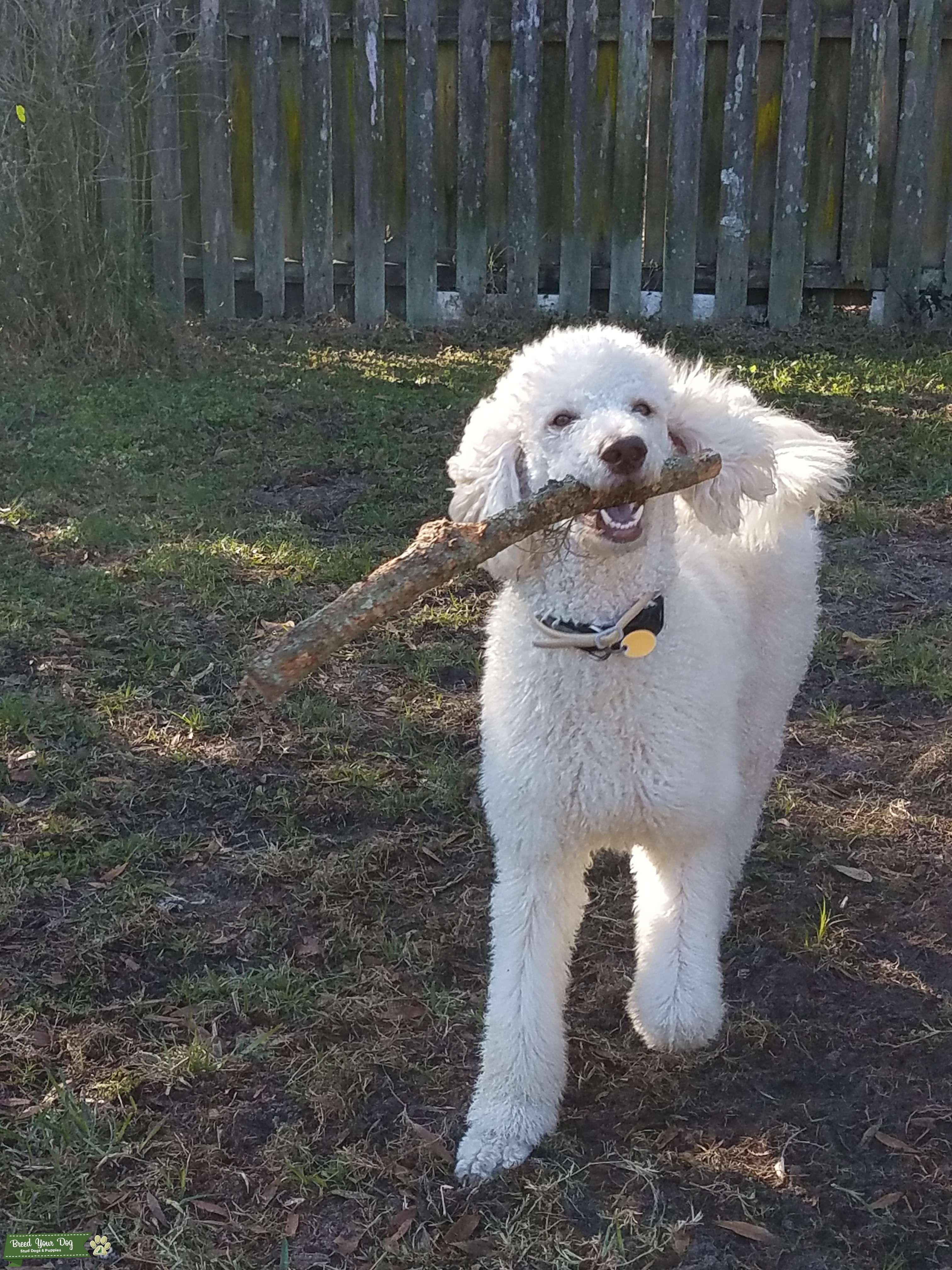 Standard Poodle for Stud Service - Stud Dog in Florida, United States ...