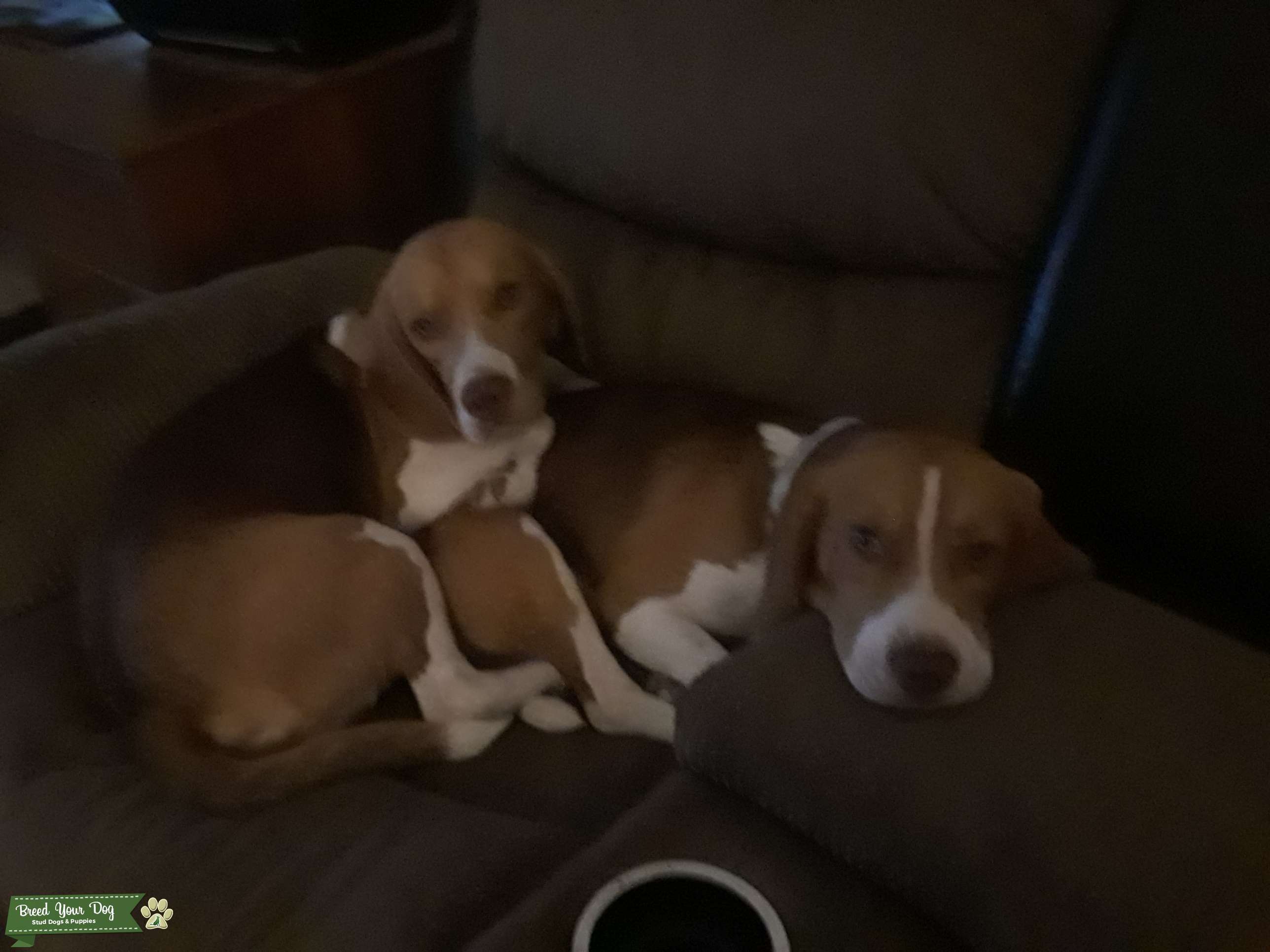 AKC Red Beagle Stud Service - Stud Dog in Texas, the United States ...