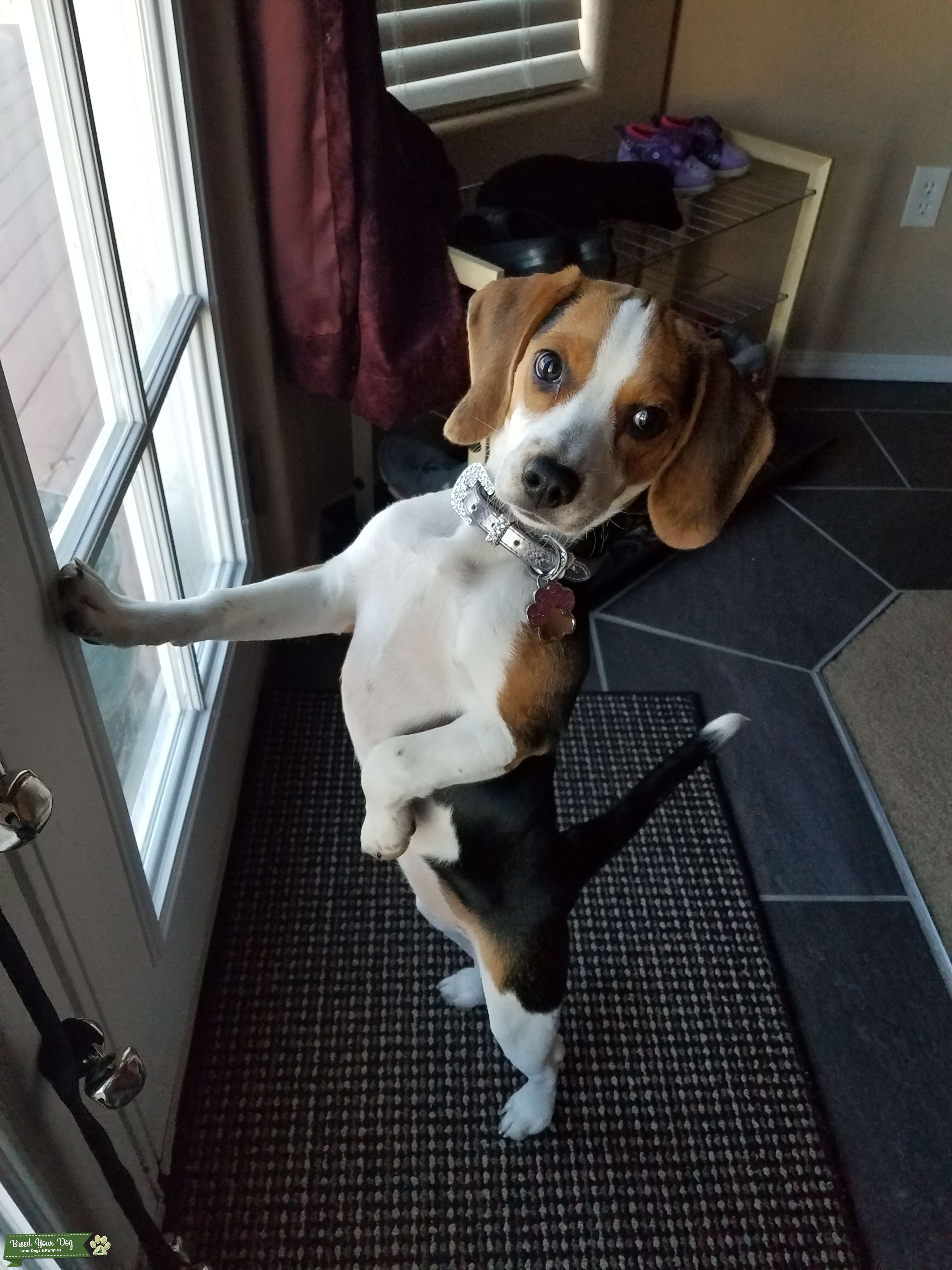 14" Tri-colored Beagle Lady - Stud Dog in Colorado, the United States ...