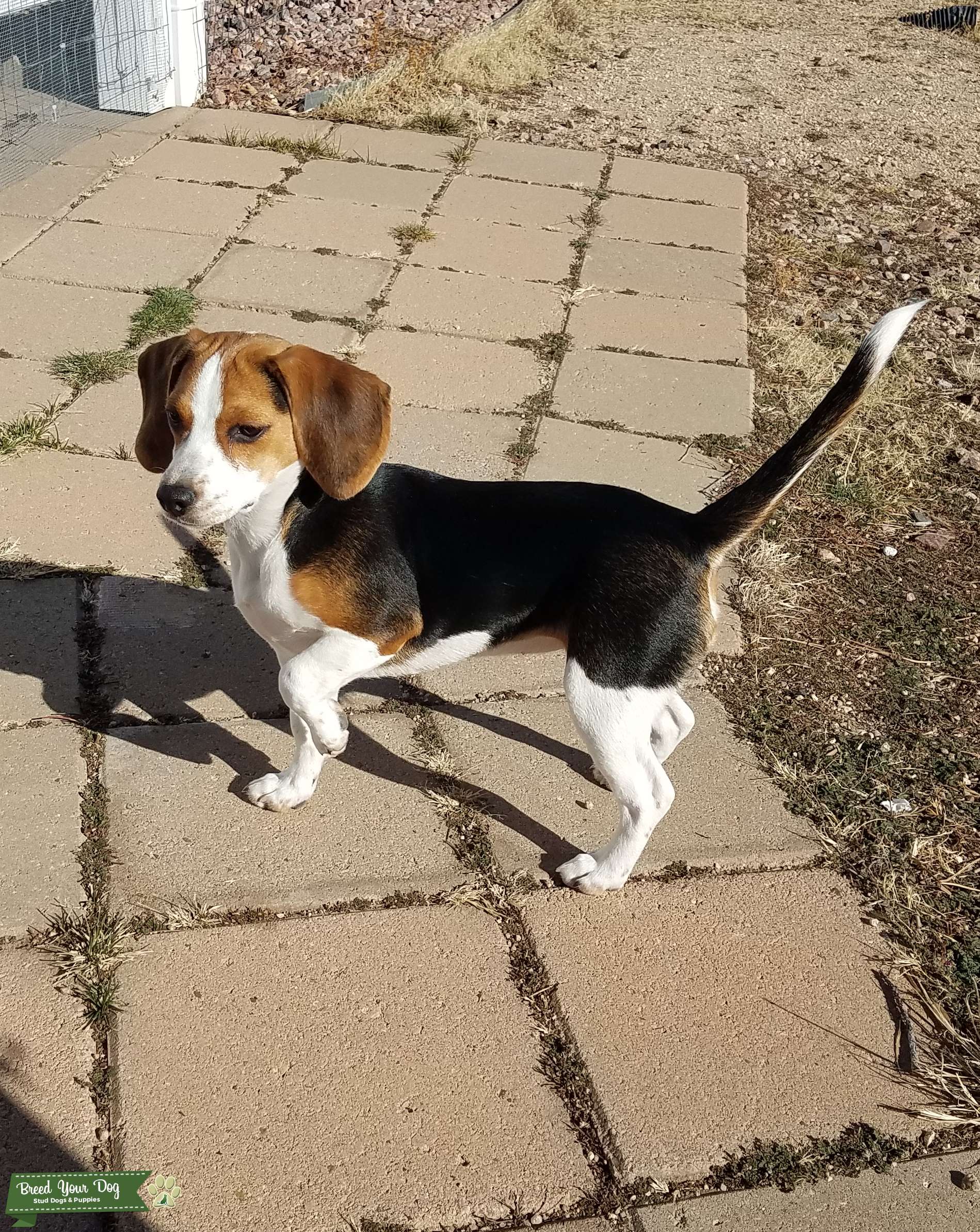 14" Tri-colored Beagle Lady - Stud Dog in Colorado, the United States ...