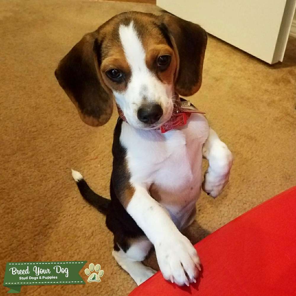 14" Tri-colored Beagle Lady - Stud Dog in Colorado, the United States ...