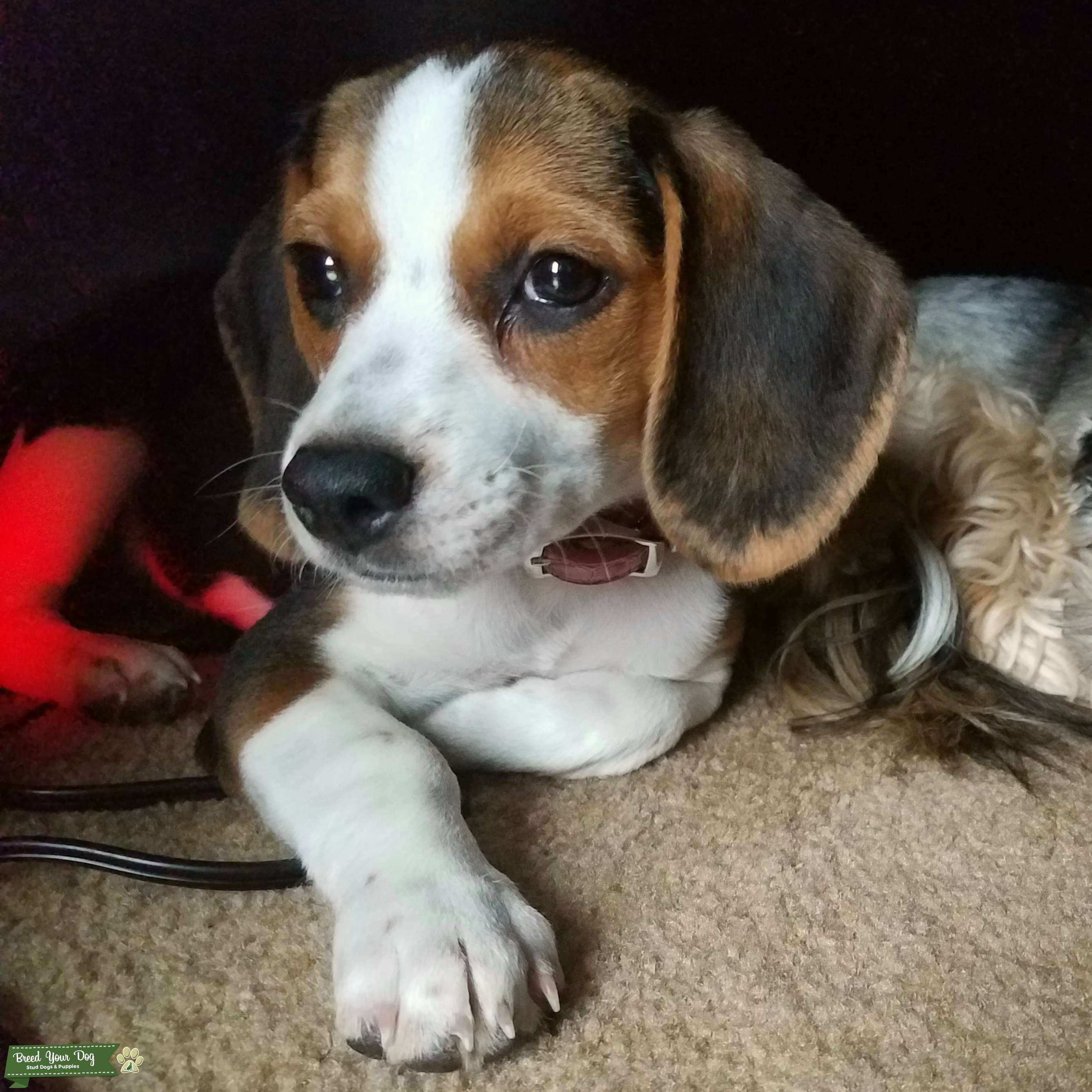 14" Tri-colored Beagle Lady - Stud Dog in Colorado, the United States ...