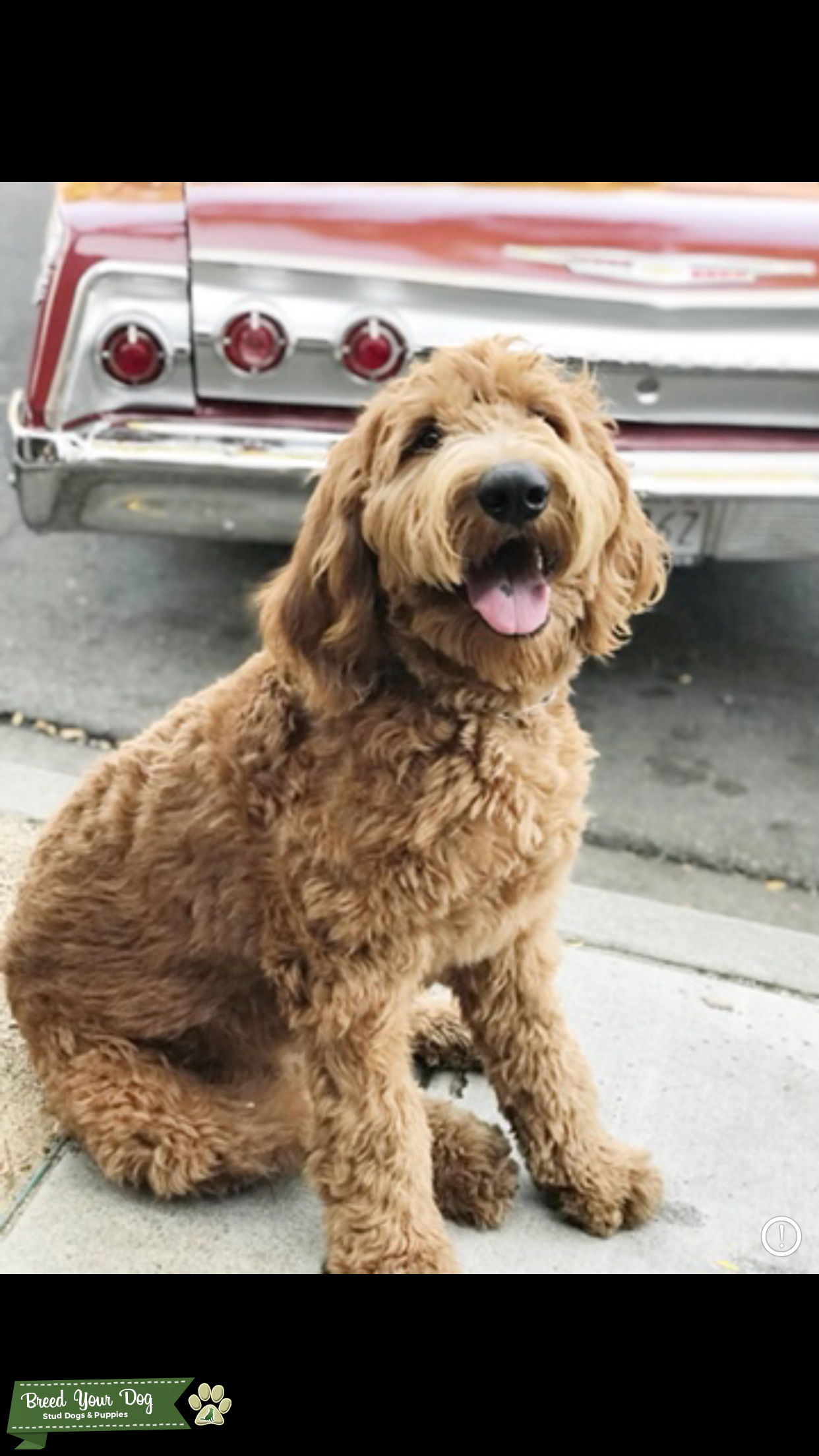 F1 Golden Doodle - Stud Dog in Southern California , United States ...