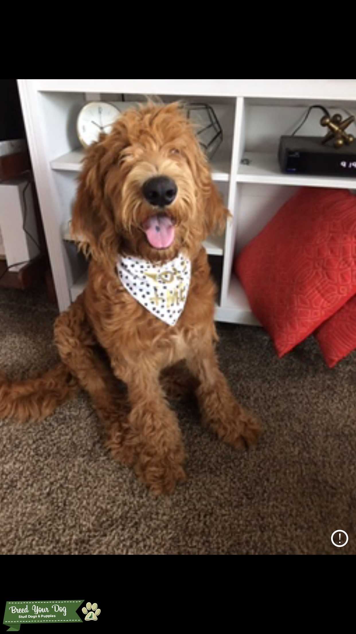 F1 Golden Doodle - Stud Dog in Southern California , United States ...