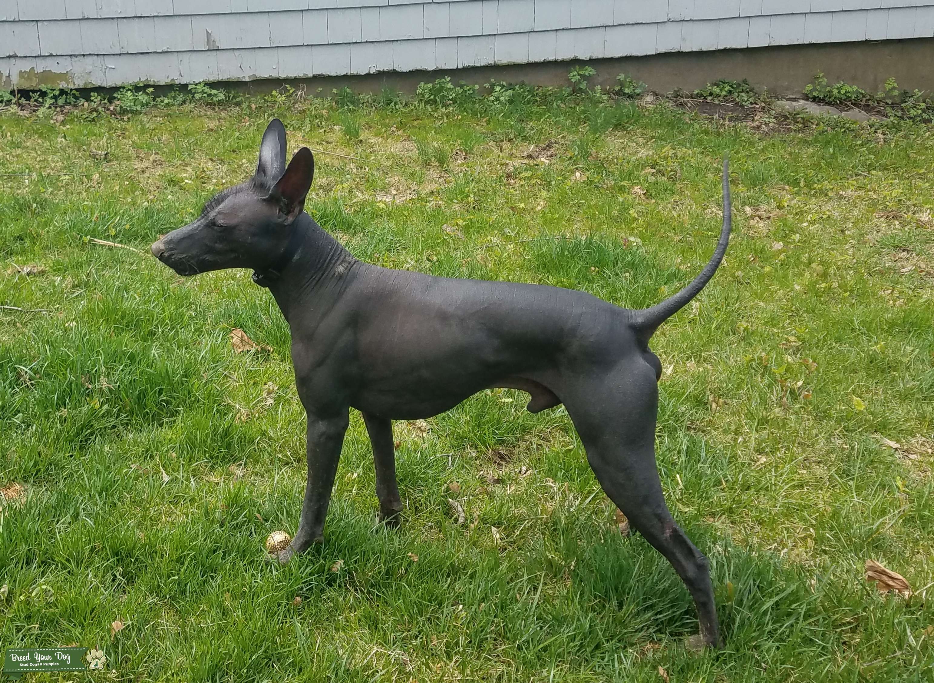 Xoloitzcuintli Dog Breed Information