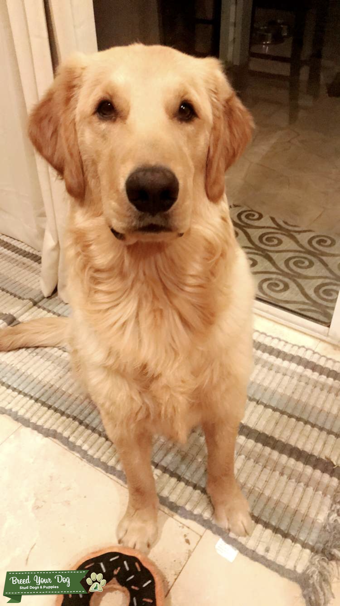 Pure bred Golden Stud - Stud Dog in Southwest , United States | Breed ...