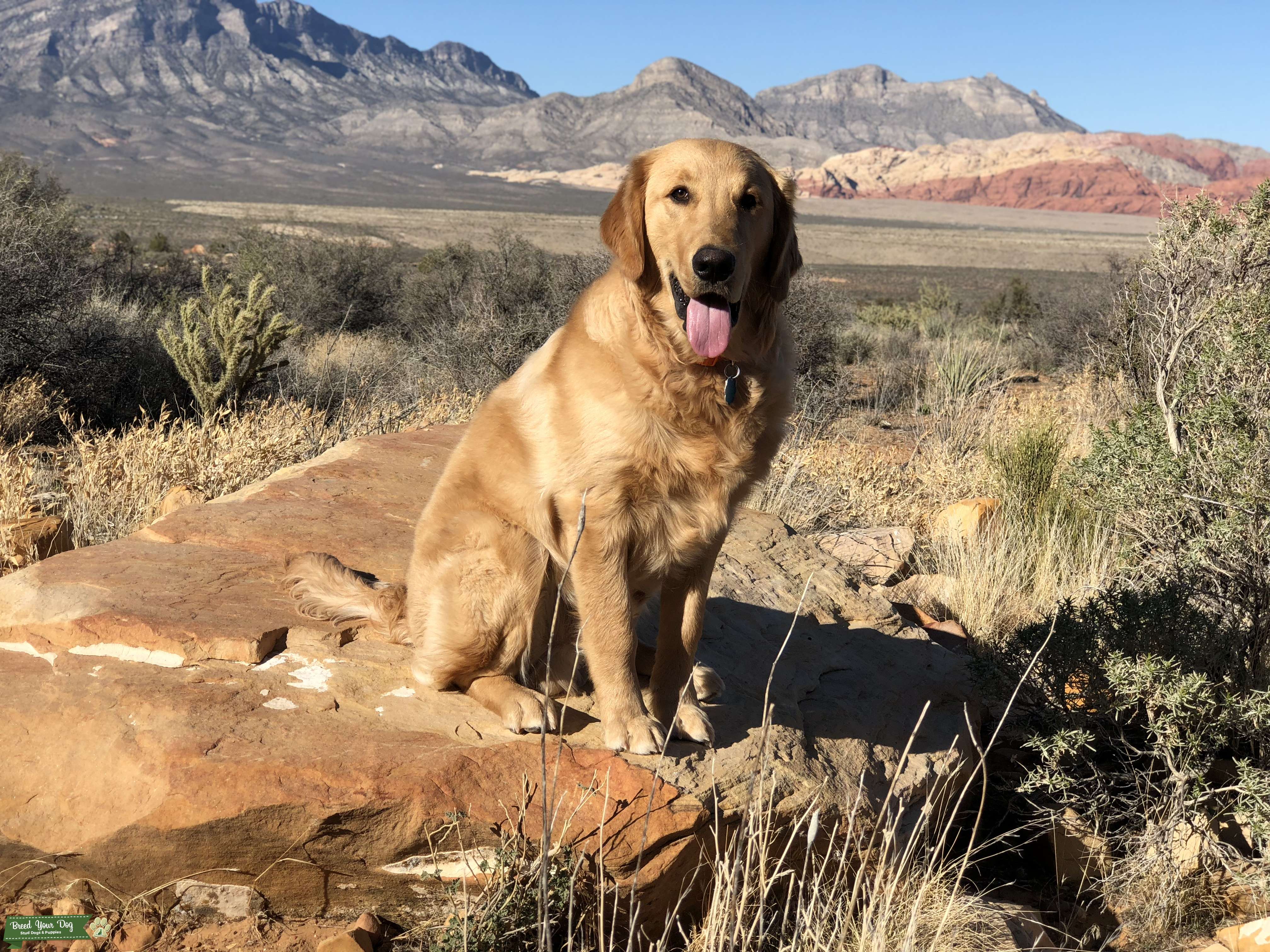 Pure bred Golden Stud - Stud Dog in Southwest , United States | Breed ...