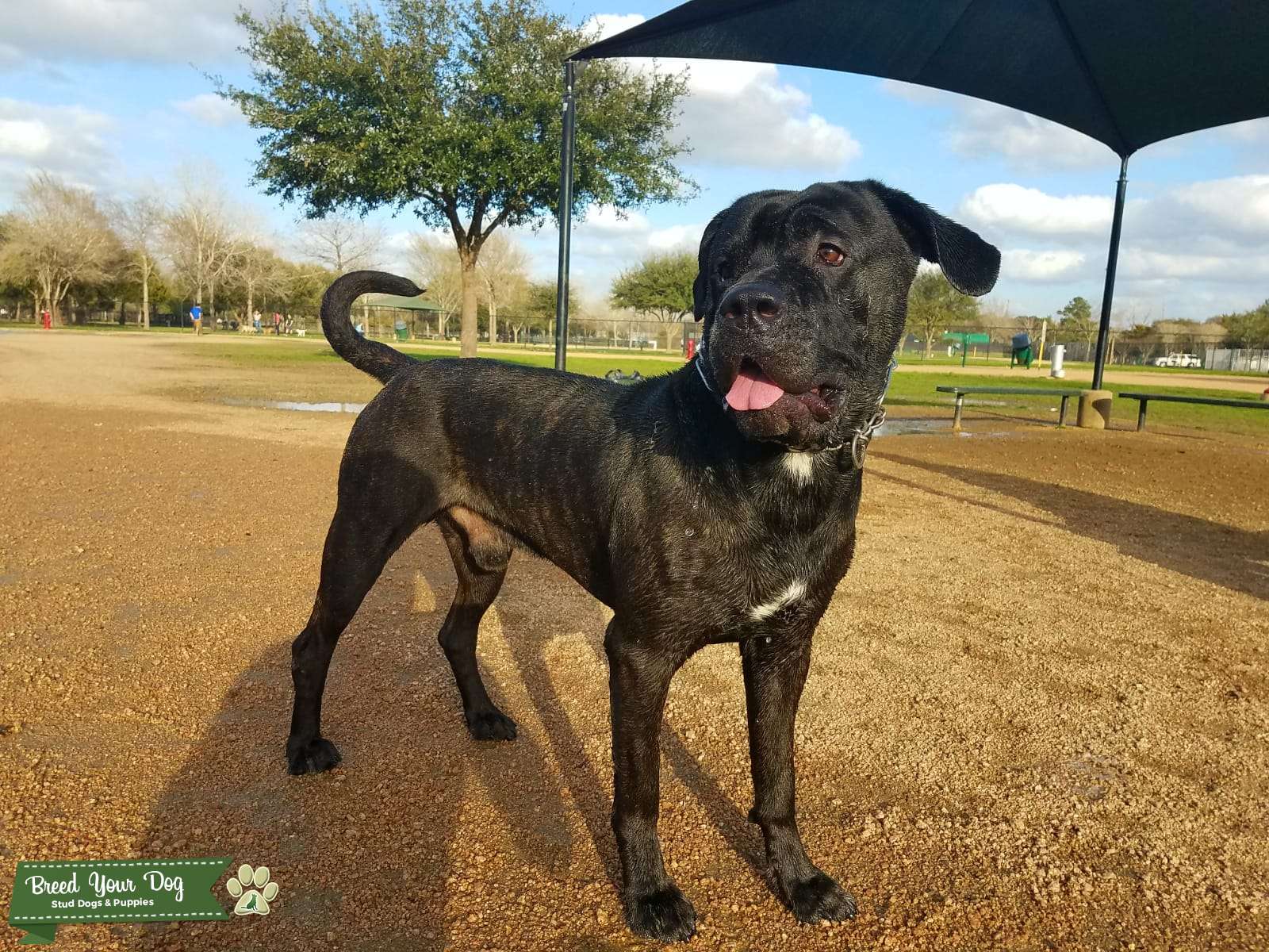 Stud for mating - Stud Dog in Spring Valley, United States | Breed Your Dog