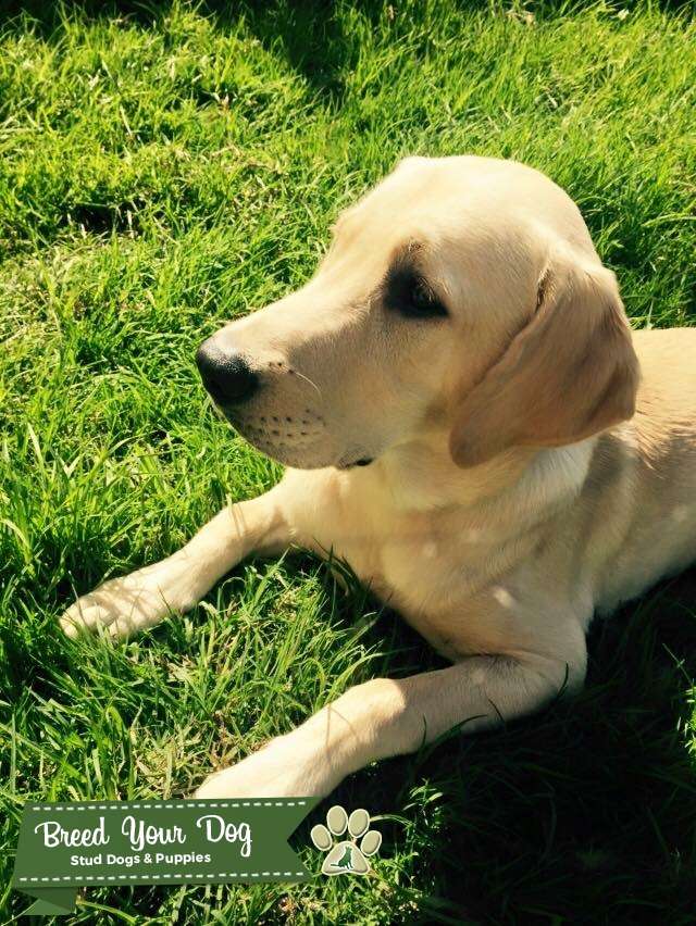 Yellow Labrador Stud - Stud Dog in Orange County , the United States ...
