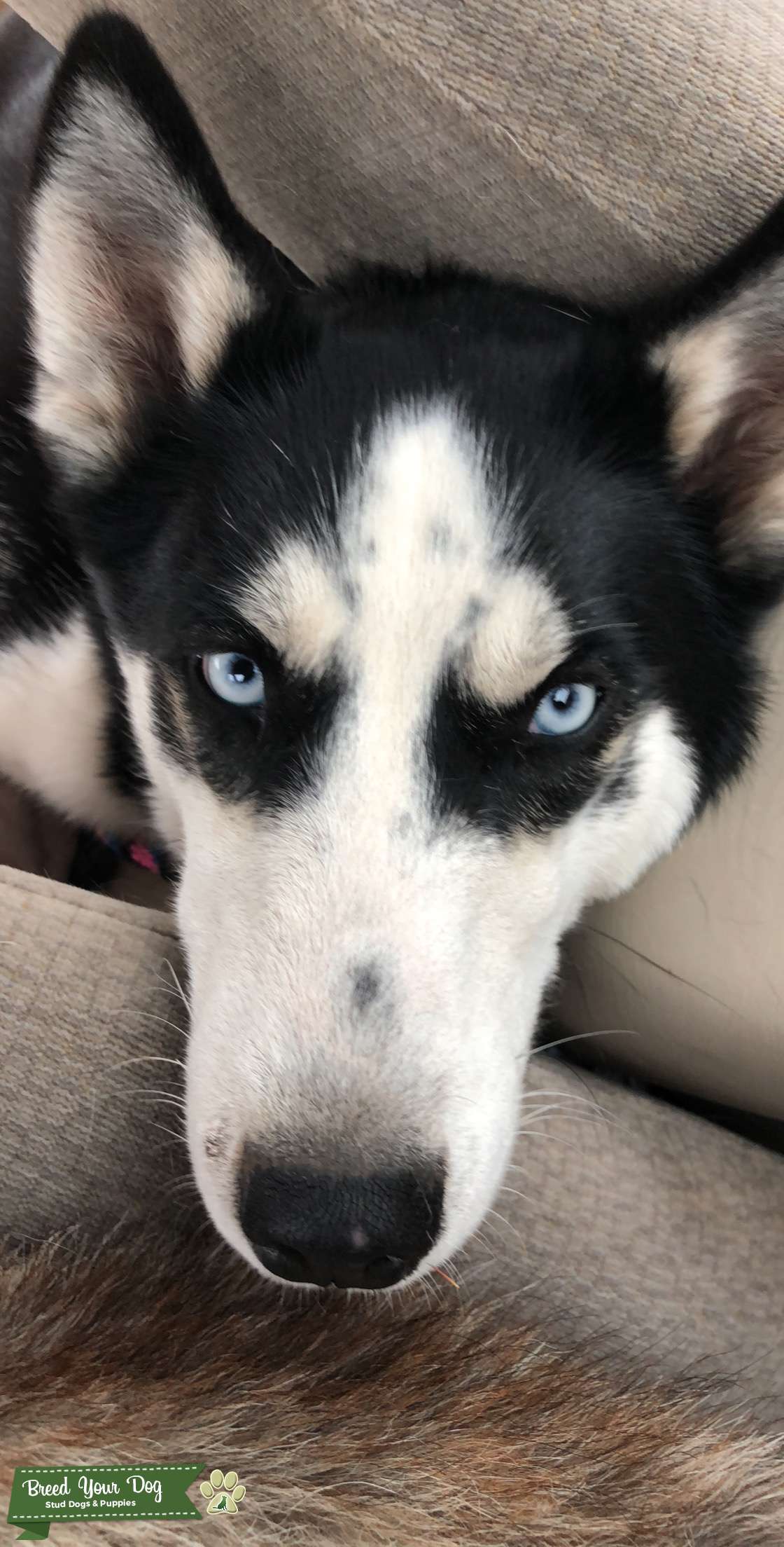 Free Husky Stud - Stud Dog in New Mexico, the United States | Breed ...