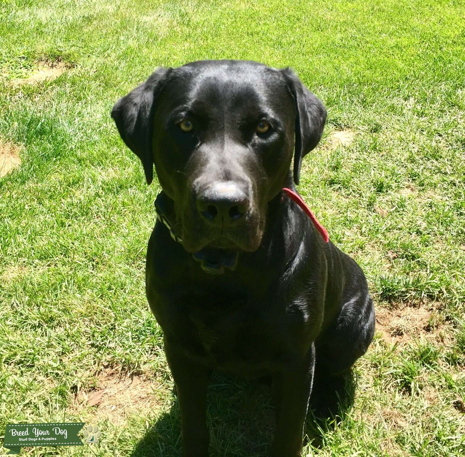 Black Labrador Stud - Stud Dog in North Carolina, the United States ...