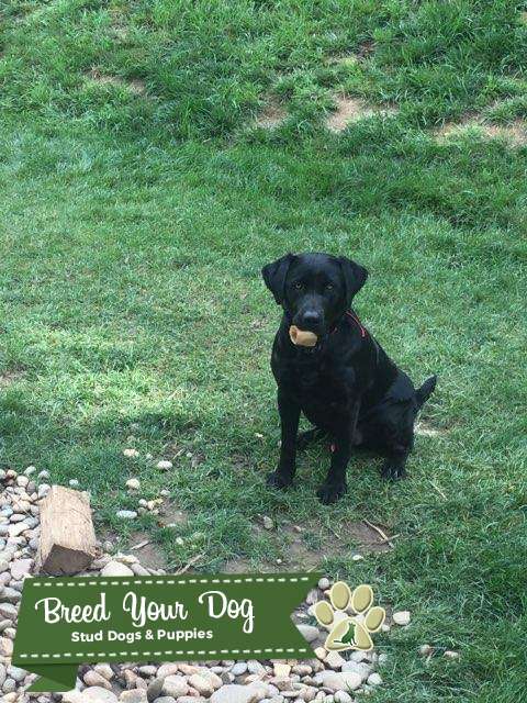 Black Labrador Stud - Stud Dog in North Carolina, the United States ...