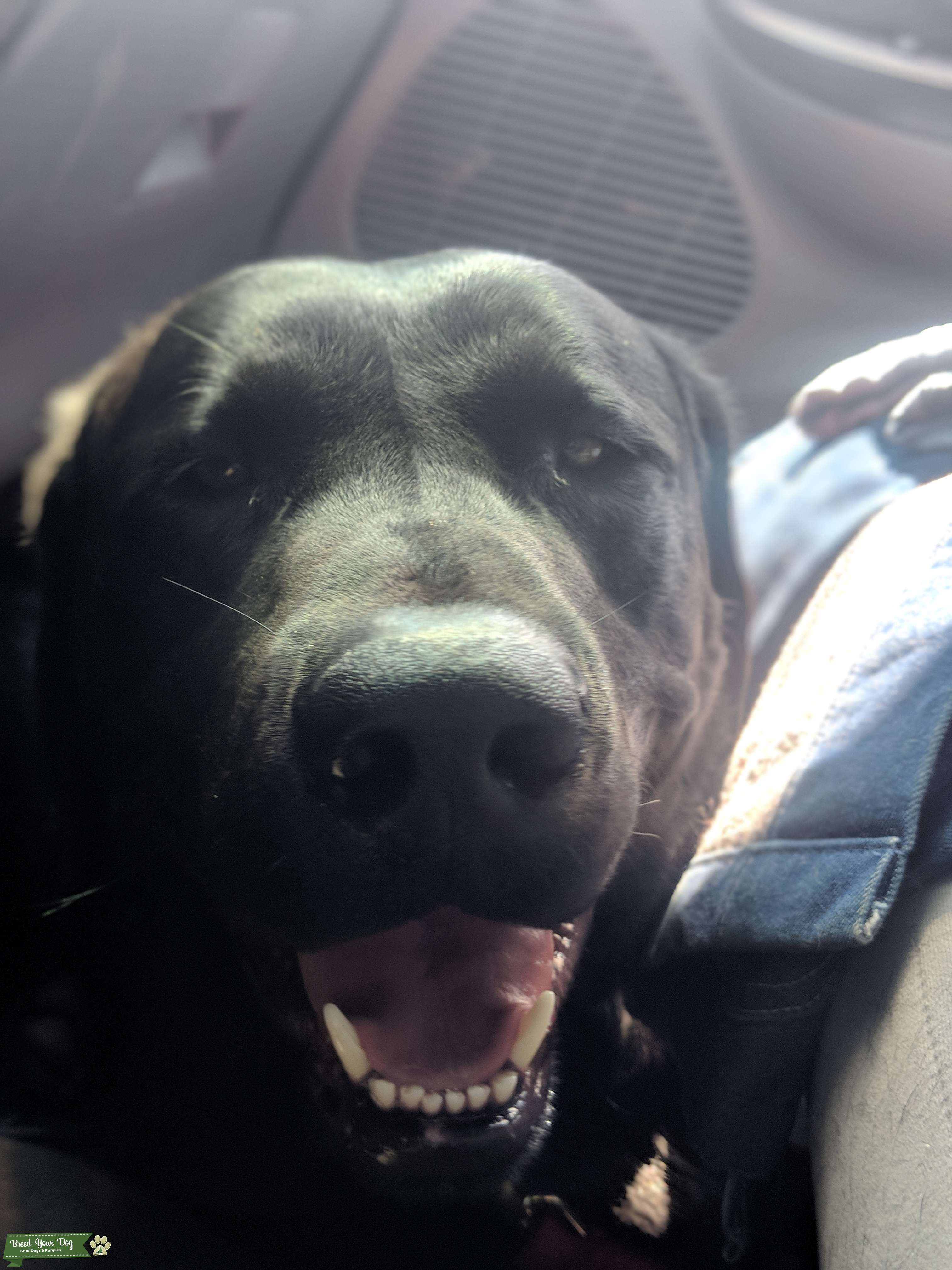 Black Labrador Stud - Stud Dog in North Carolina, the United States ...