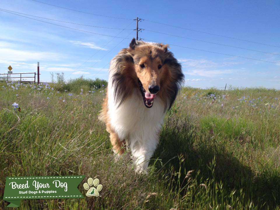 ABC-All Bout Collies- AKC-Rough Collie Stud - Stud Dog Pacific North ...