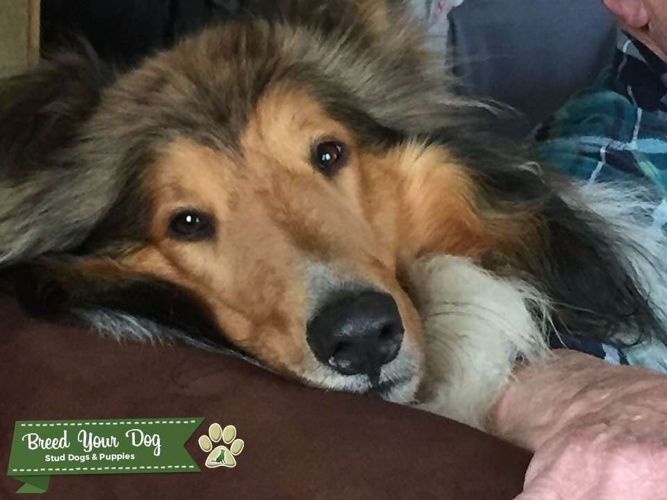 ABC-All Bout Collies- AKC-Rough Collie Stud - Stud Dog Pacific North ...