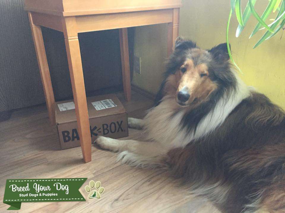 ABC-All Bout Collies- AKC-Rough Collie Stud - Stud Dog Pacific North ...