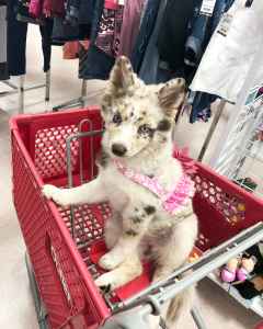 Red Merle Pomsky - Stud Dog in Florida, the United States | Breed Your Dog