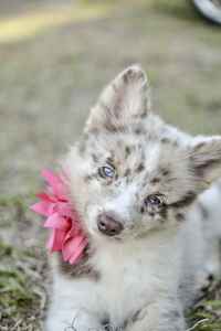 Red Merle Pomsky - Stud Dog in Florida, the United States | Breed Your Dog