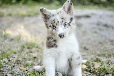 Red Merle Pomsky - Stud Dog in Florida, the United States | Breed Your Dog
