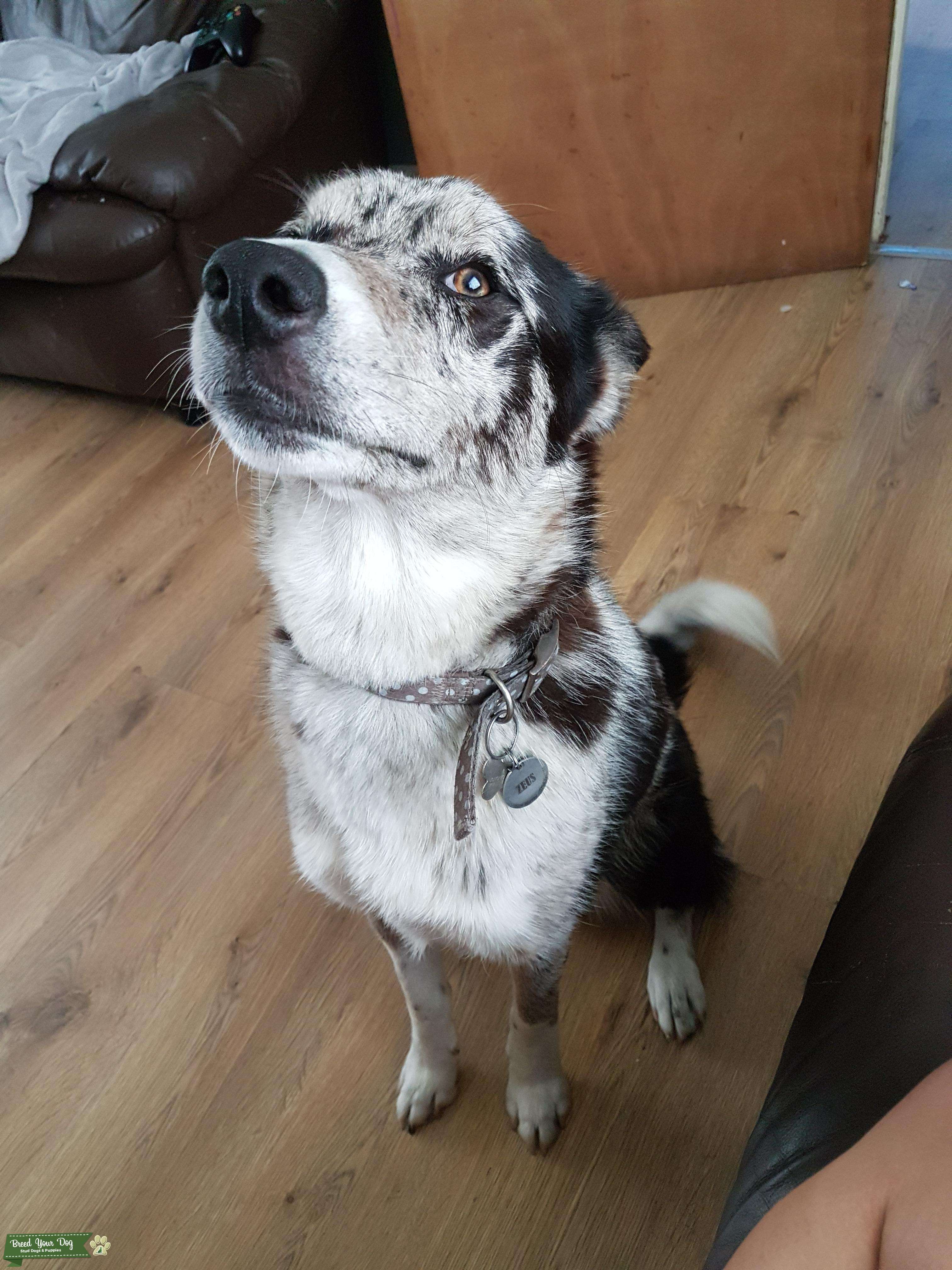 Siberian husky X Border collie - Stud Dog in Kent, the United Kingdom ...