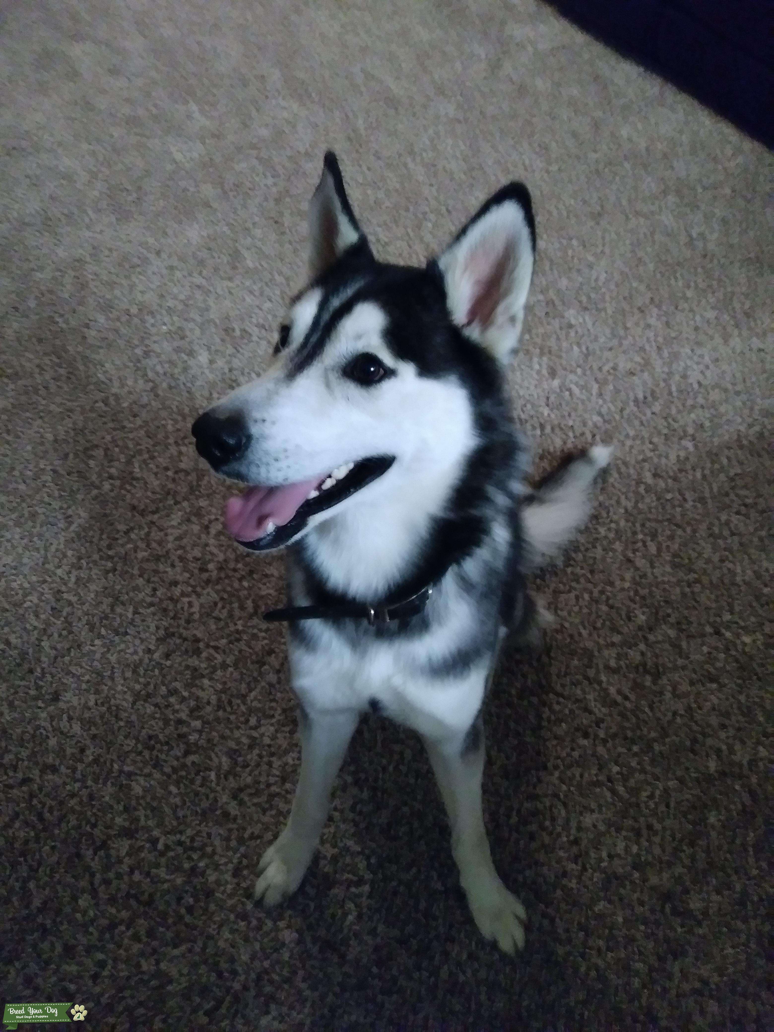 Handsome Bi-Eyed Siberian Husky - Stud Dog in Washington, the United ...