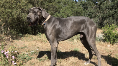AKC Blue European Great Dane Stud - Stud Dog in Gulf Coast , the United ...