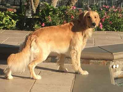 Golden Retirever - Stud Dog in Orange County, the United States | Breed ...