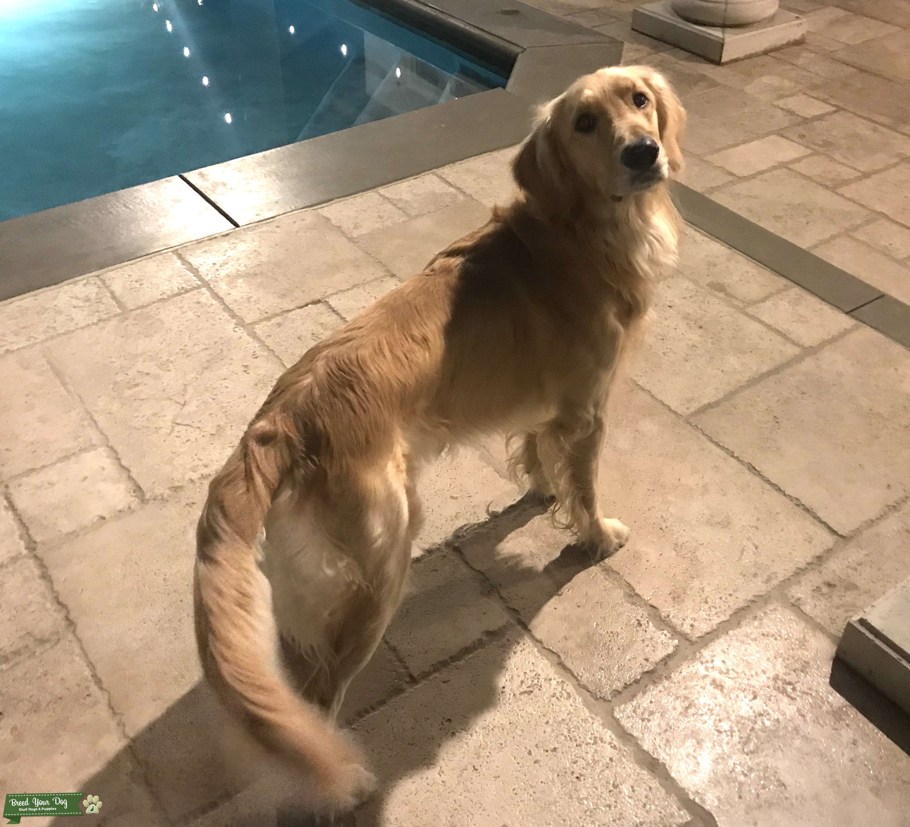 Golden Retirever - Stud Dog in Orange County, the United States | Breed ...